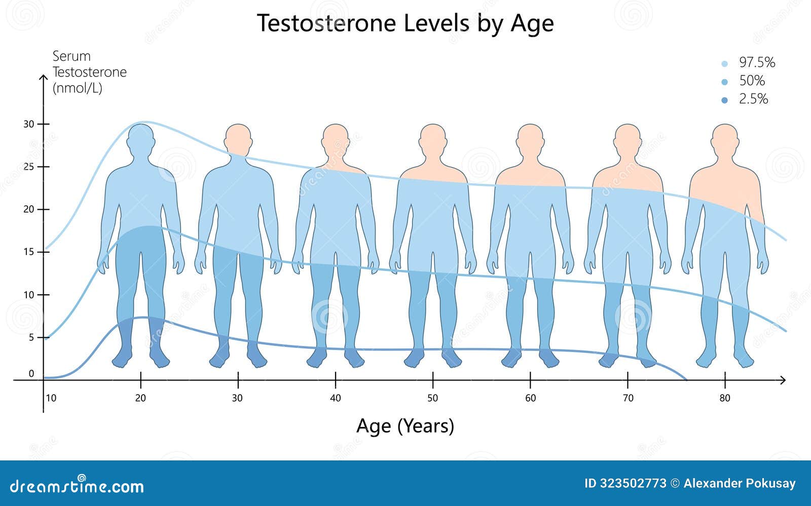 Graph Showing Testosterone Levels by Age Medical Stock Vector ... Graph Showing Testosterone Levels by Age Medical Stock Vector ...