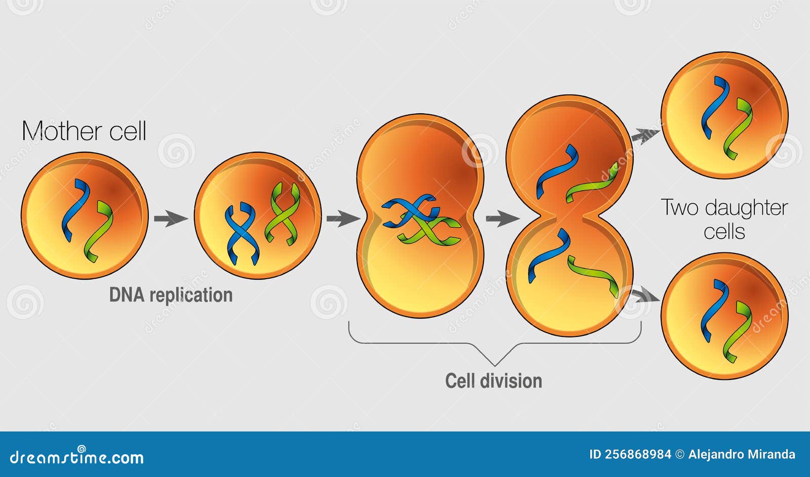 The Graph Shows in 5 Steps the Division of a Cell. Vector Image Stock ...