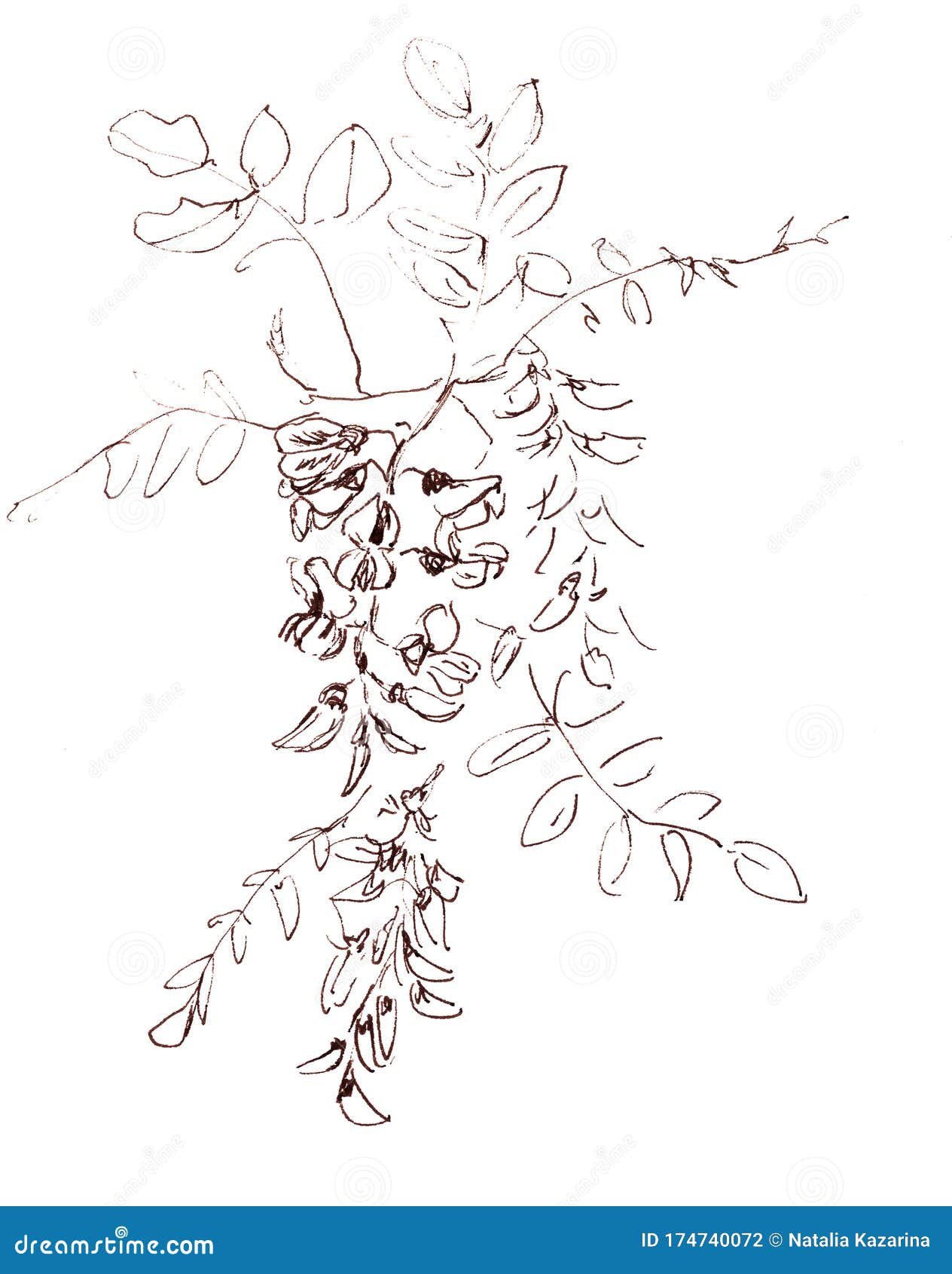 Sprig Of Acacia Clipart Flower