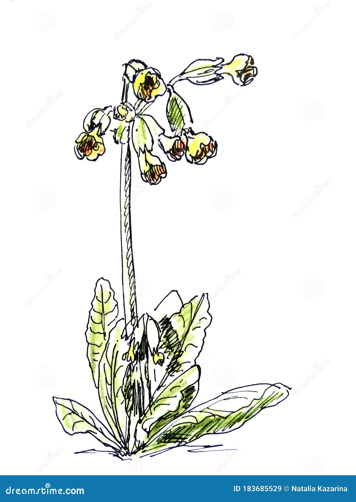 Spring Primrose Is In A Bouquet Stock Photography | CartoonDealer.com ...