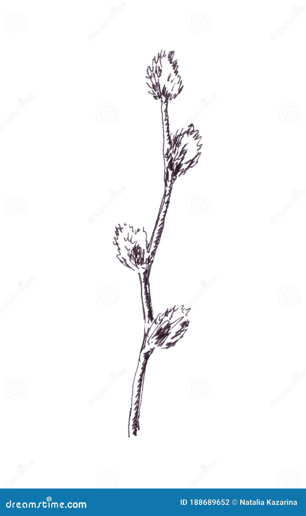 Sprig Of Willow In Sketch Cartoon Style Isolated On White Background ...