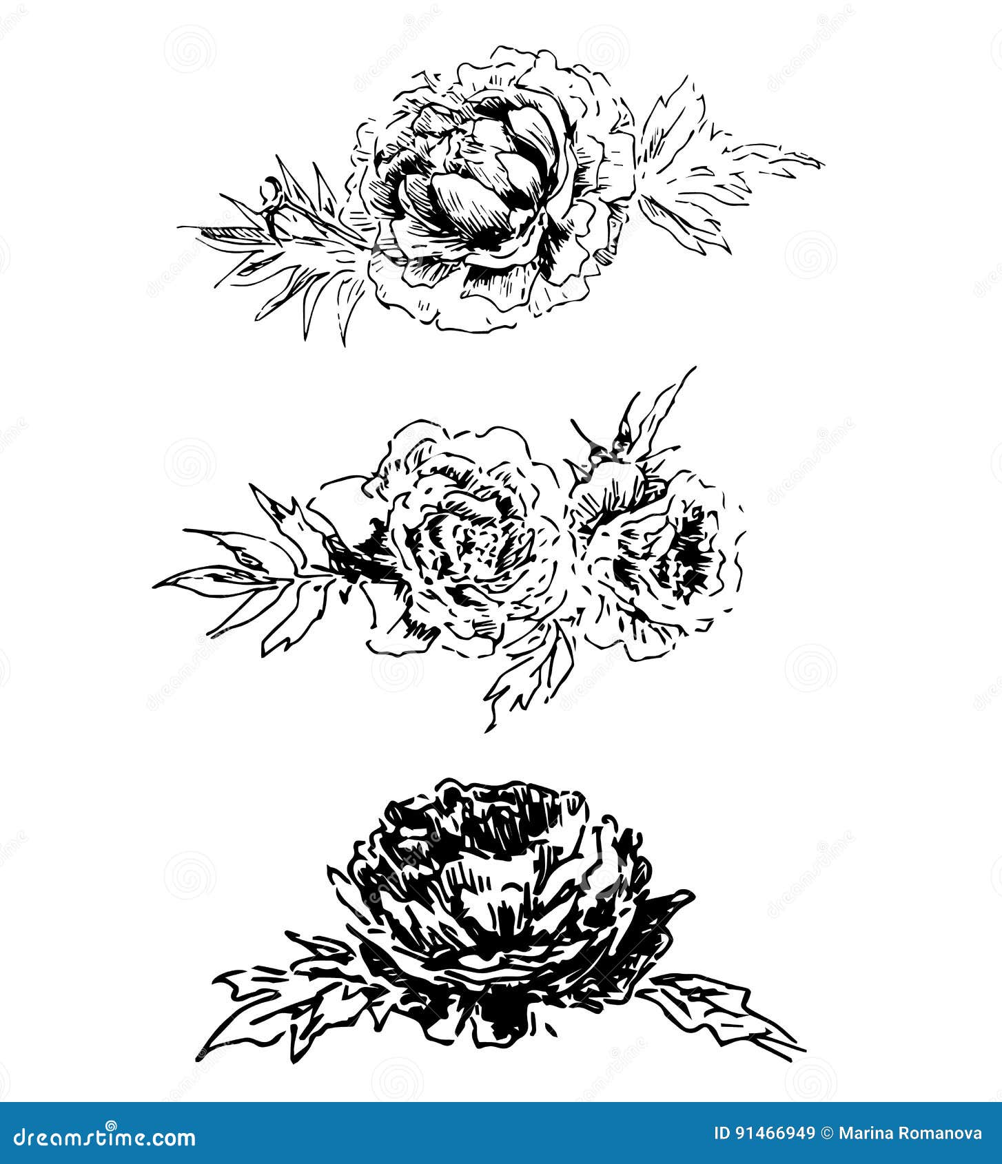 Graphic Black and White Peony Stock Vector - Illustration of floral ...