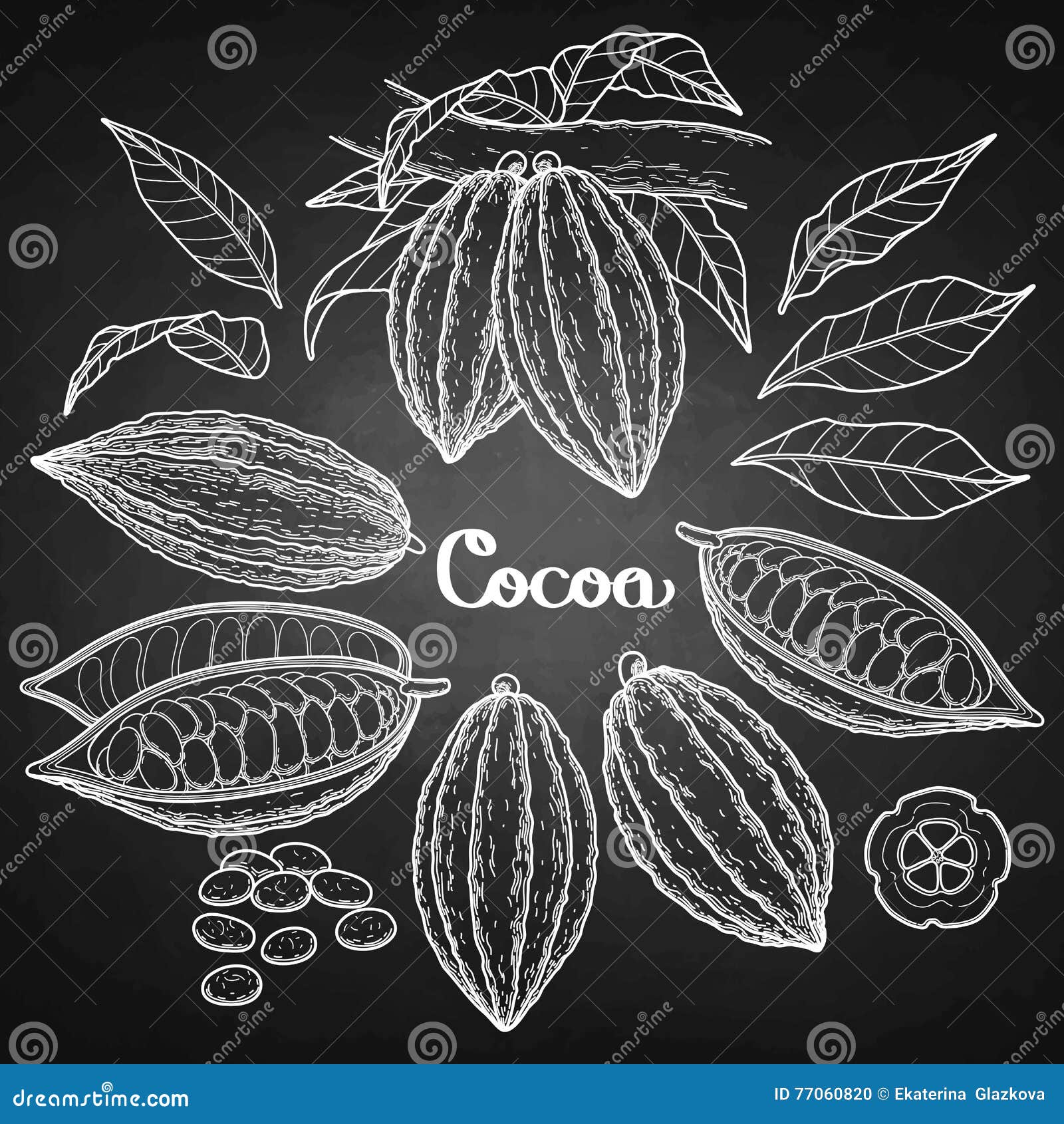 Graphic cocoa fruit stock vector. Illustration of blackboard - 77060820