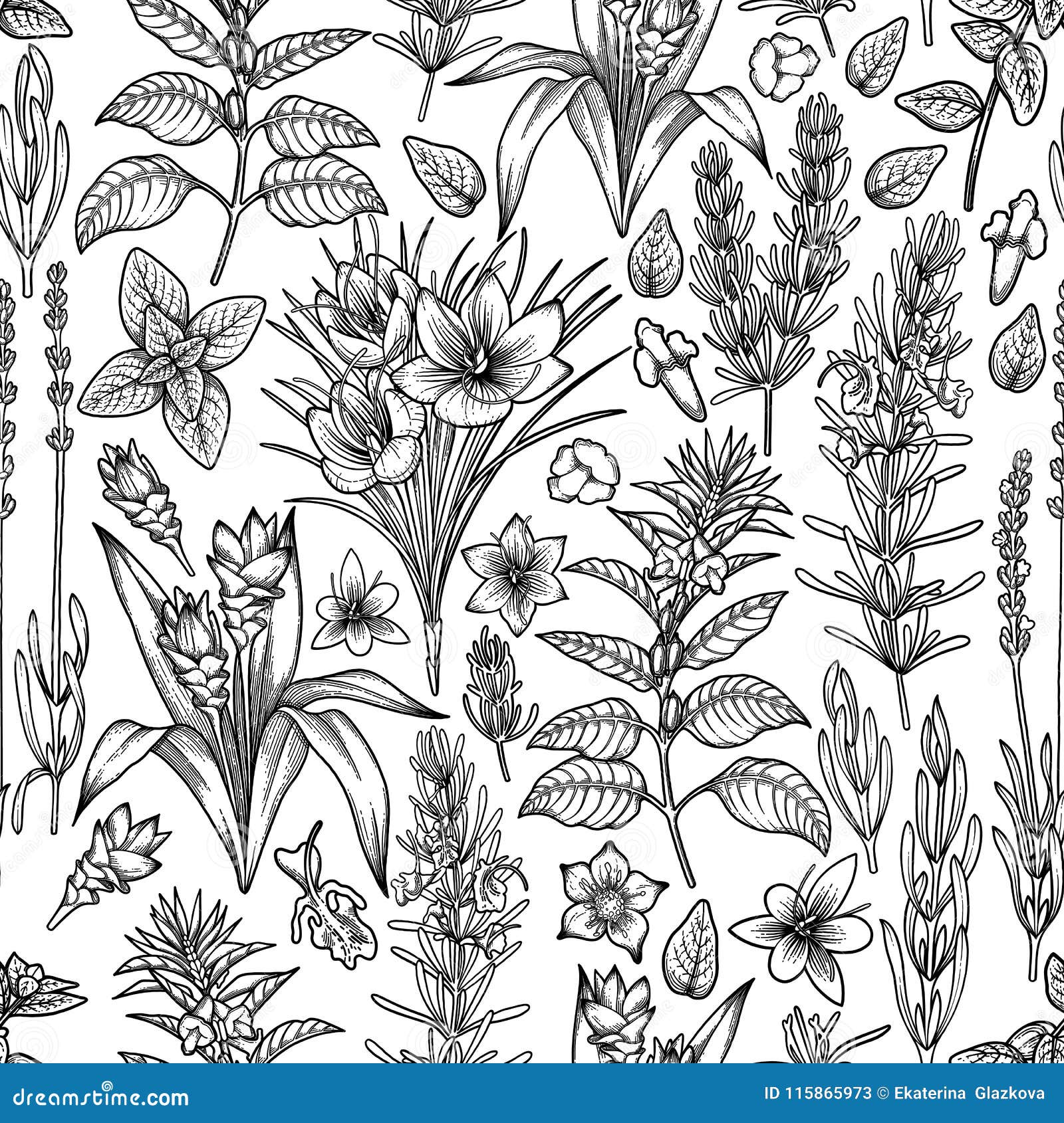 Graphic herbs and spices stock vector. Illustration of curcuma - 115865973