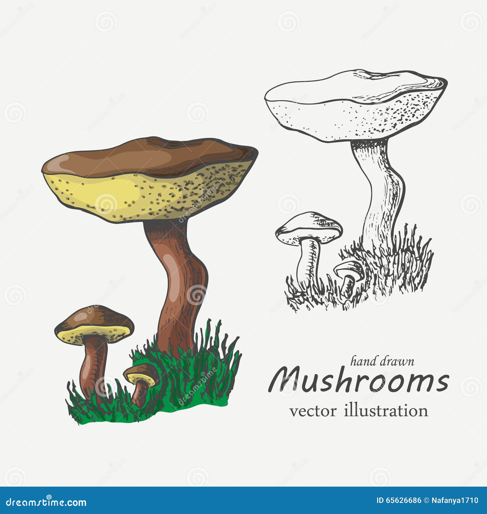 Graphic and Colored Mushrooms. Vector Illustration Stock Vector ...