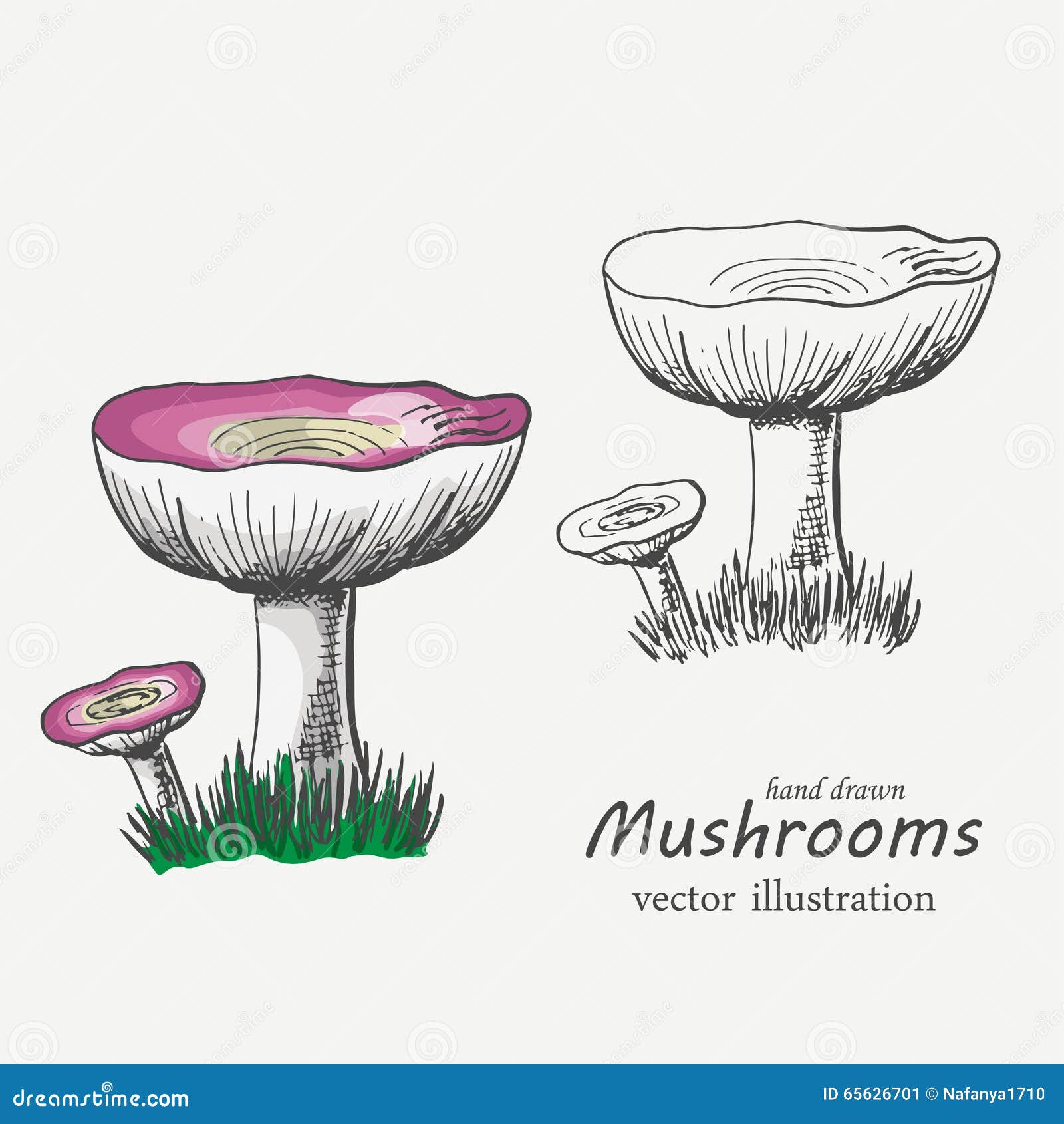 Graphic and Colored Mushrooms. Vector Illustration Stock Vector ...