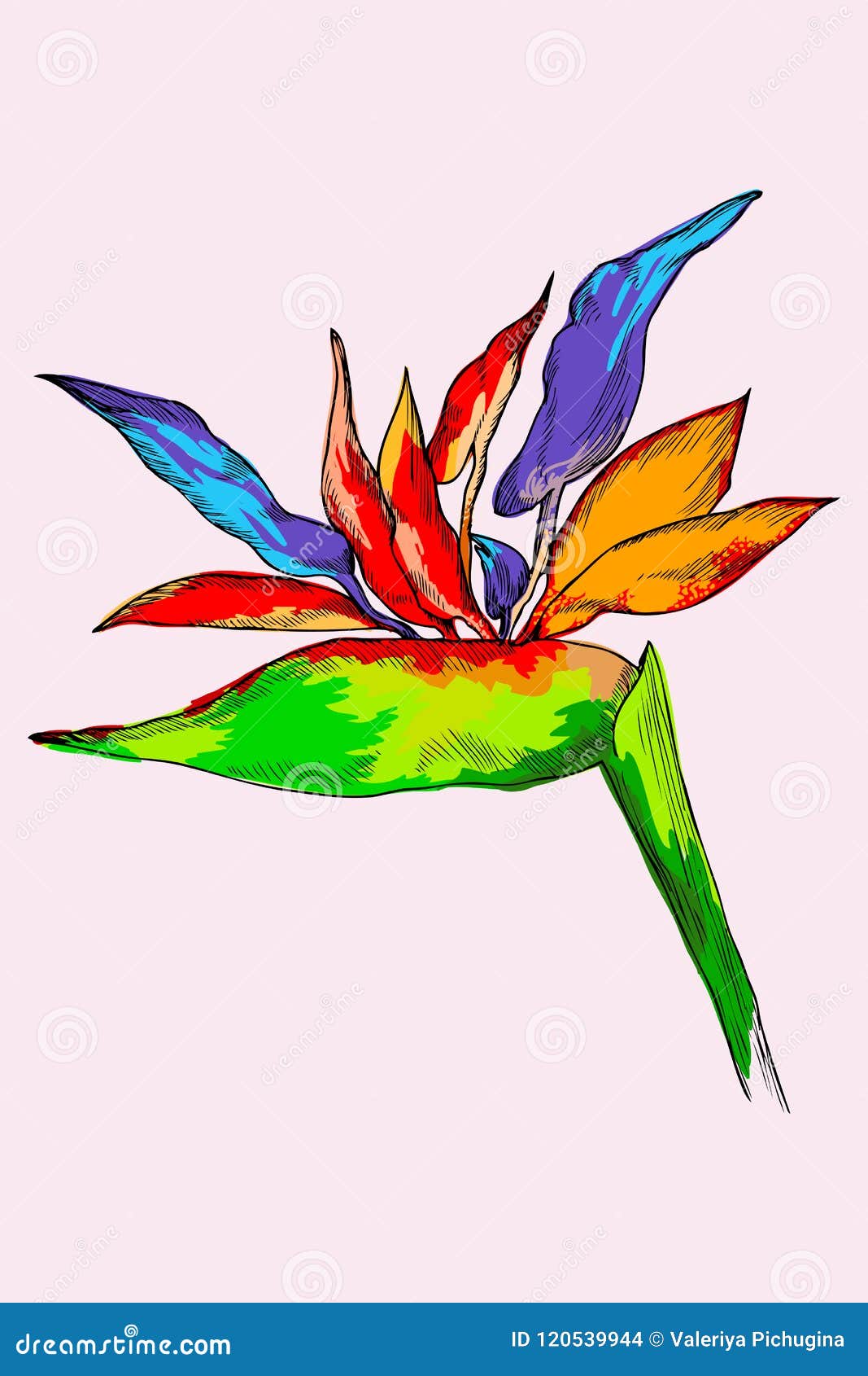 Graphic Colorful Strelitzia. Vector Exotic Flower Isolated on White ...