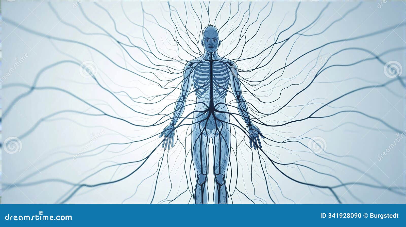 Graphic Conceptual Illustration Of The Nervous System In Humans With ...