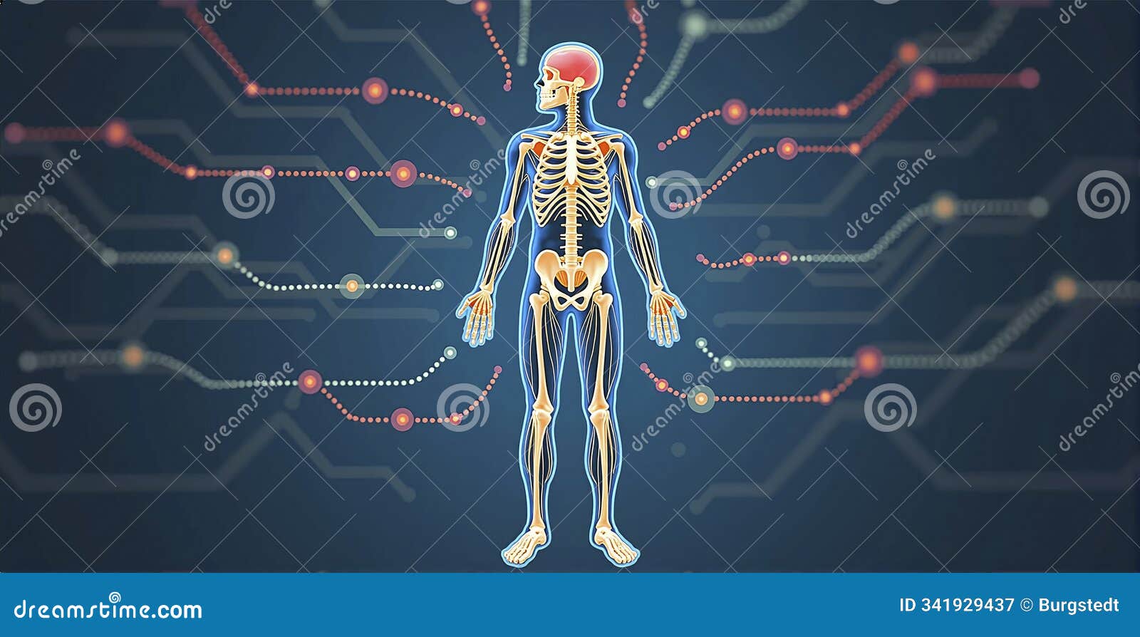 Graphic Conceptual Illustration Of The Nervous System In Humans With ...