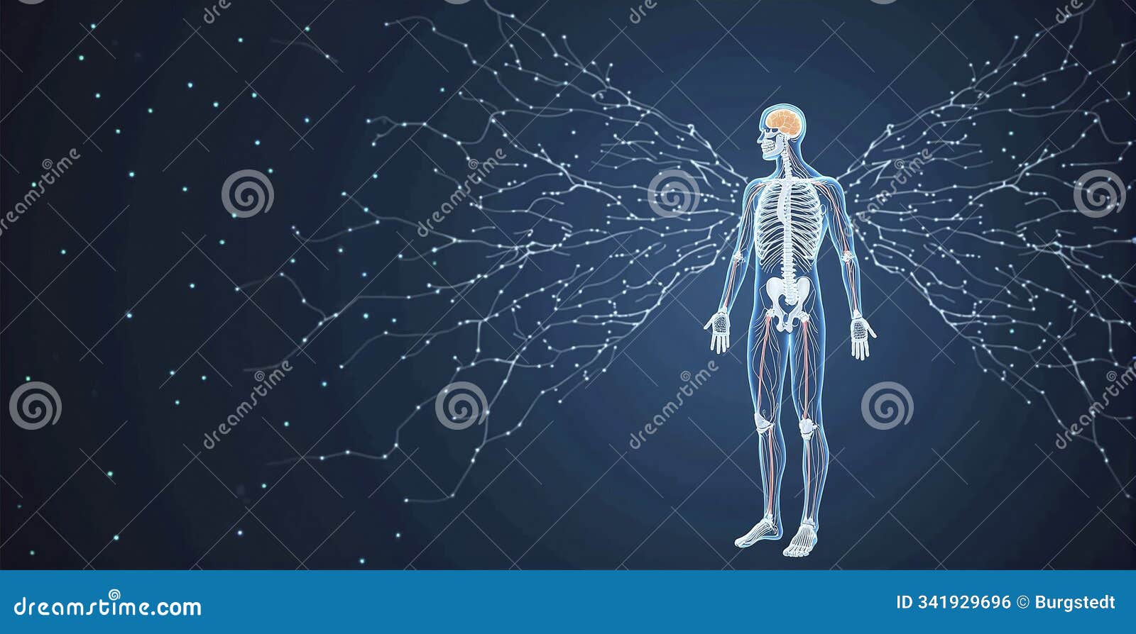 Graphic Conceptual Illustration of the Nervous System in Humans with ...