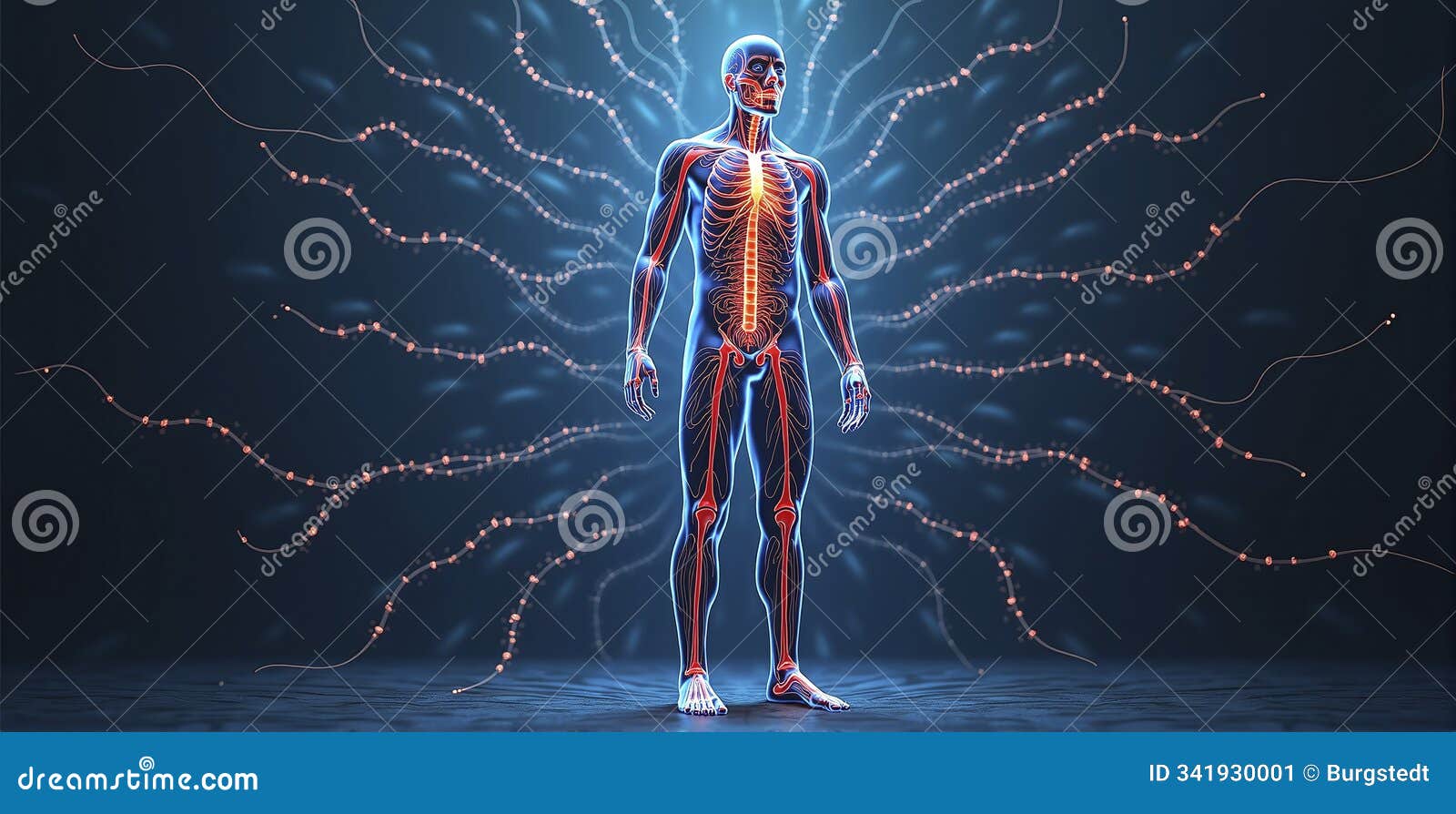 Graphic Conceptual Illustration Of The Nervous System In Humans With ...