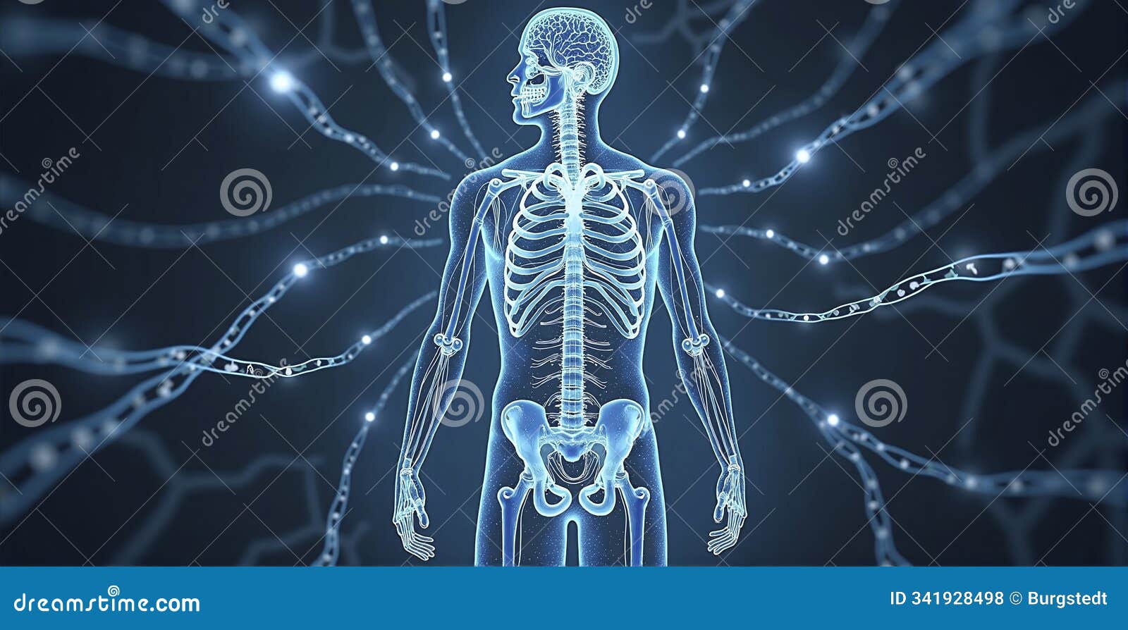 Graphic Conceptual Illustration of the Nervous System in Humans with ...