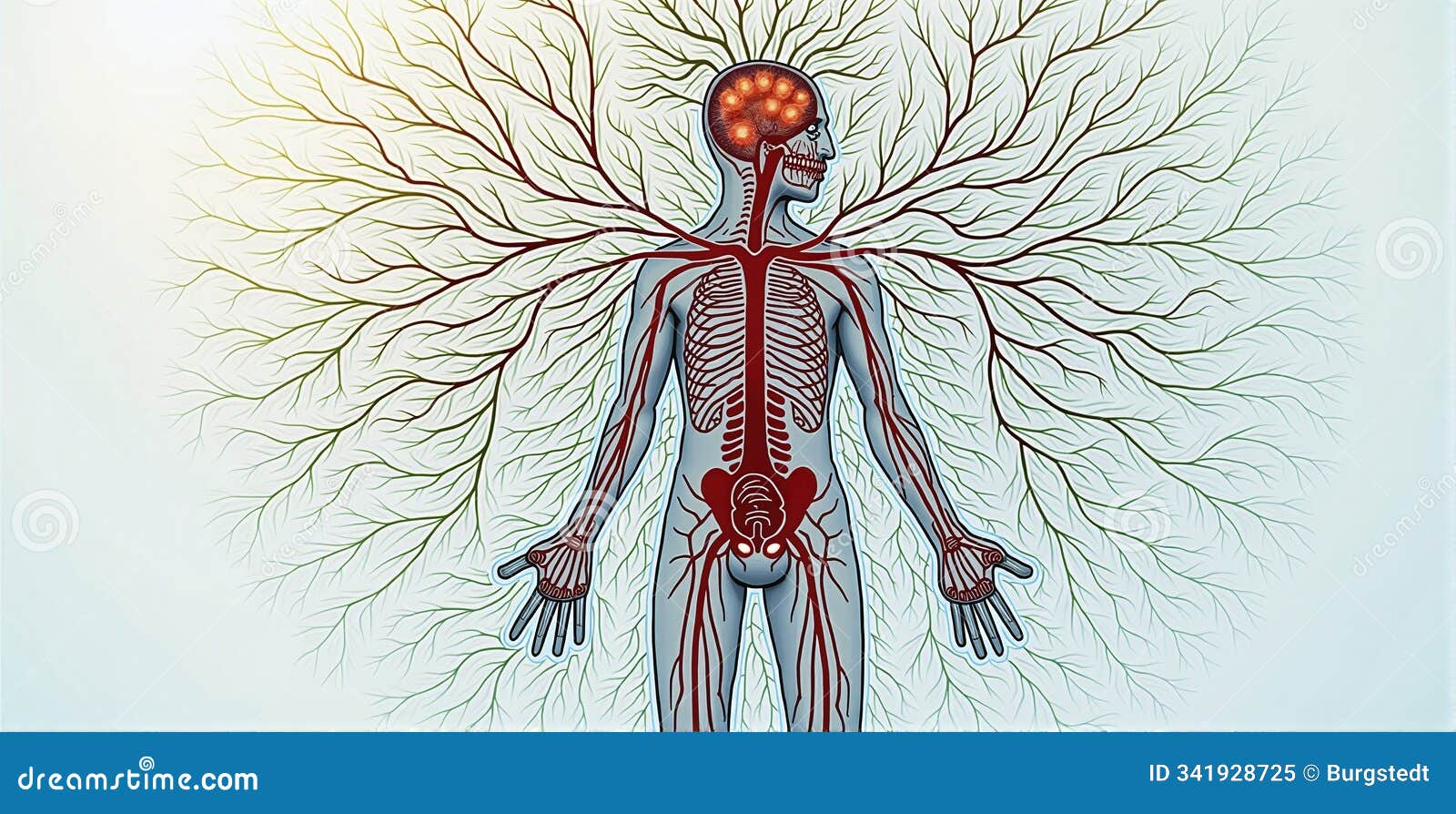 Graphic Conceptual Illustration of the Nervous System in Humans with ...