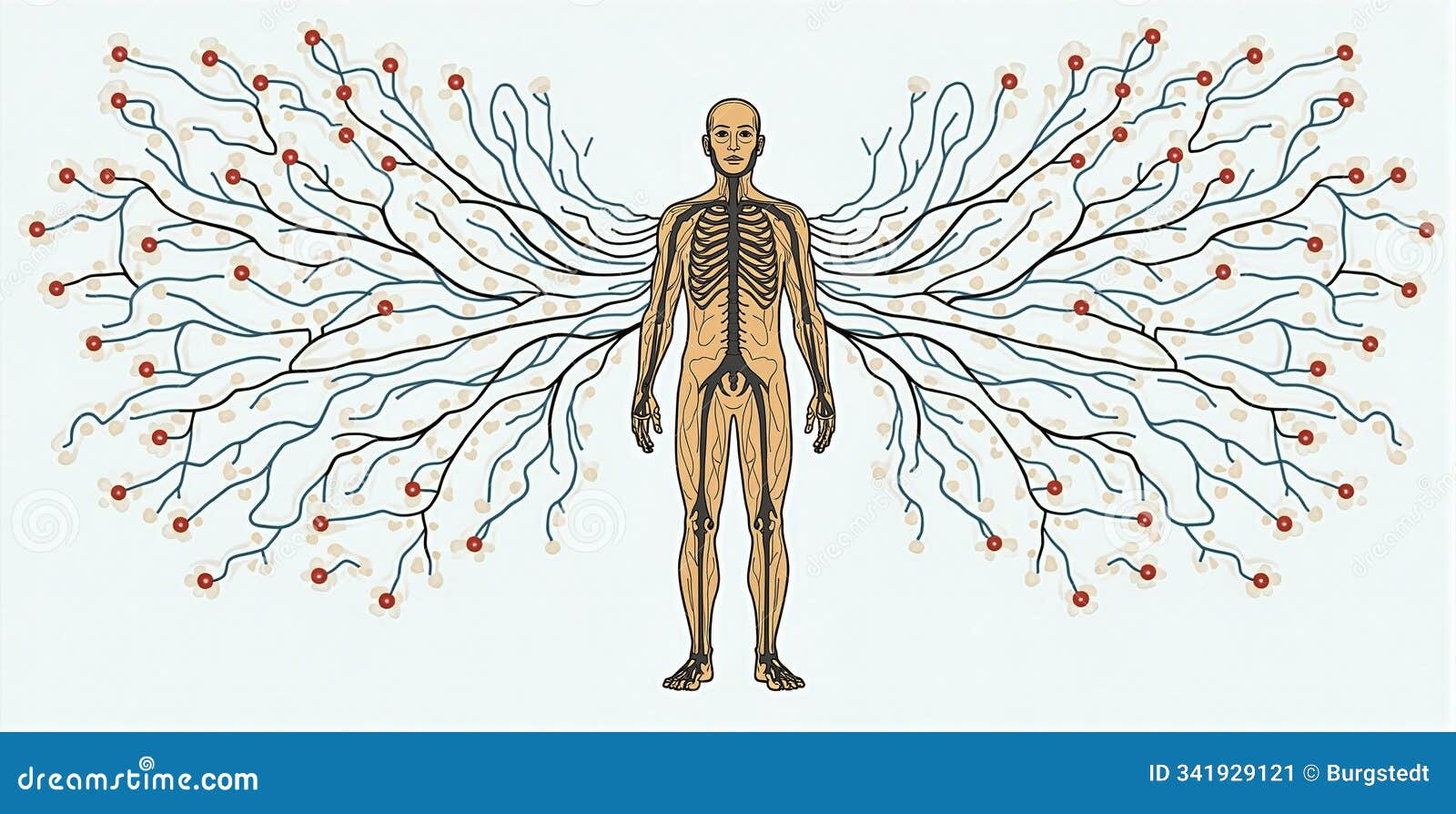 Graphic Conceptual Illustration of the Nervous System in Humans with ...