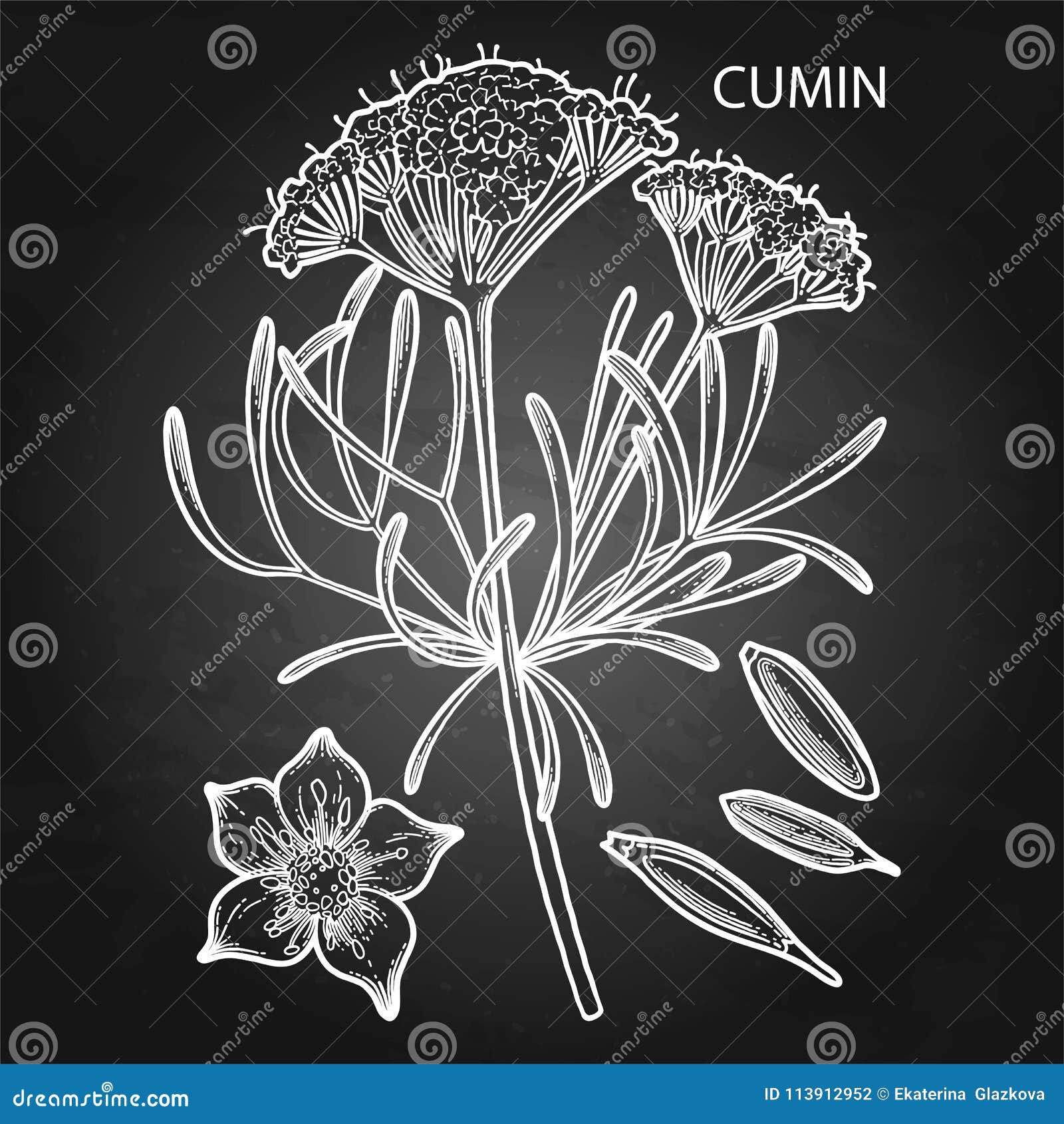 Graphic cumin set stock vector. Illustration of aroma - 113912952