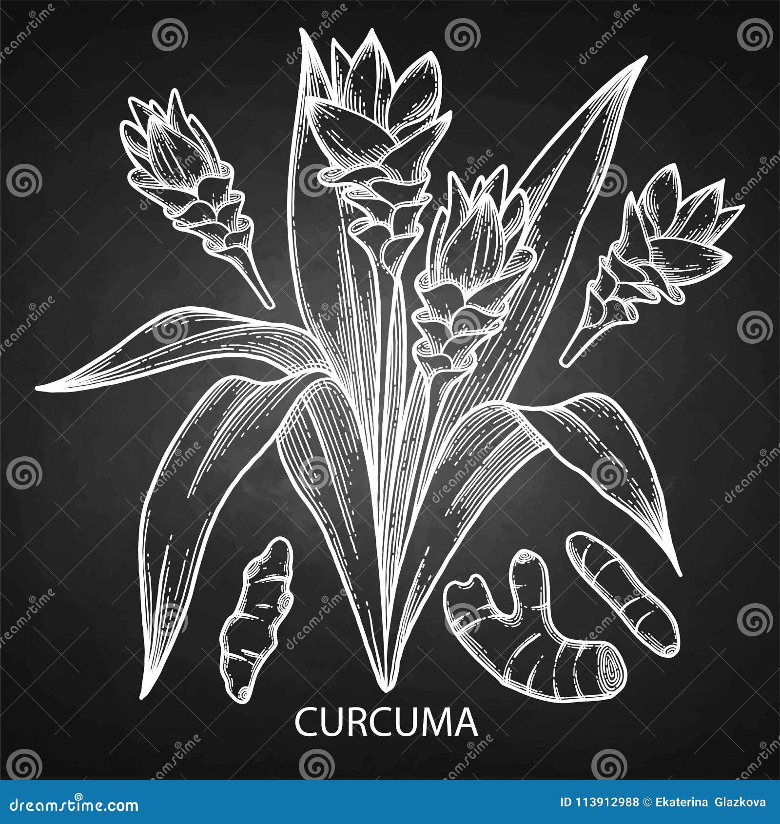 Graphic Curcuma Pattern Cartoon Vector | CartoonDealer.com #113912995