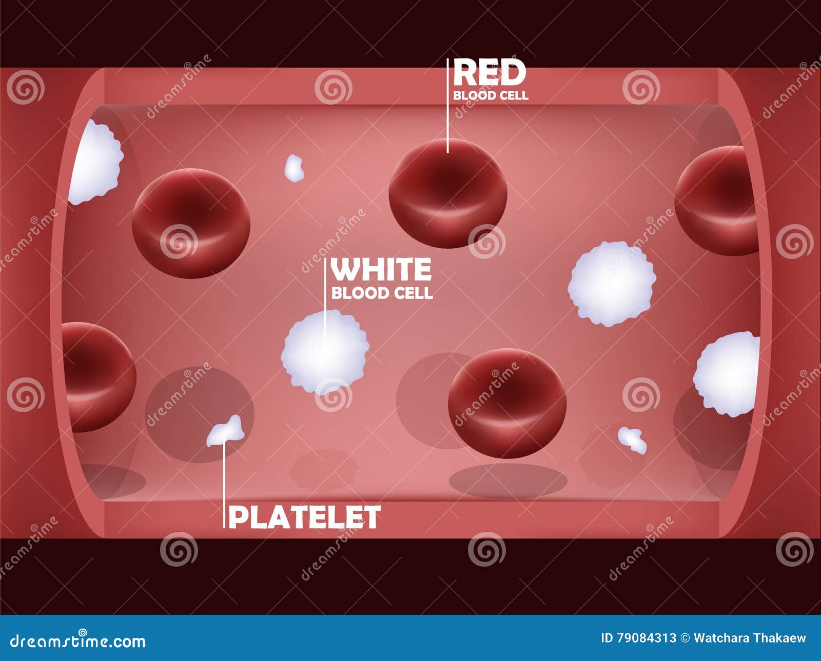 The Blood System Vector Illustration | CartoonDealer.com #105051324