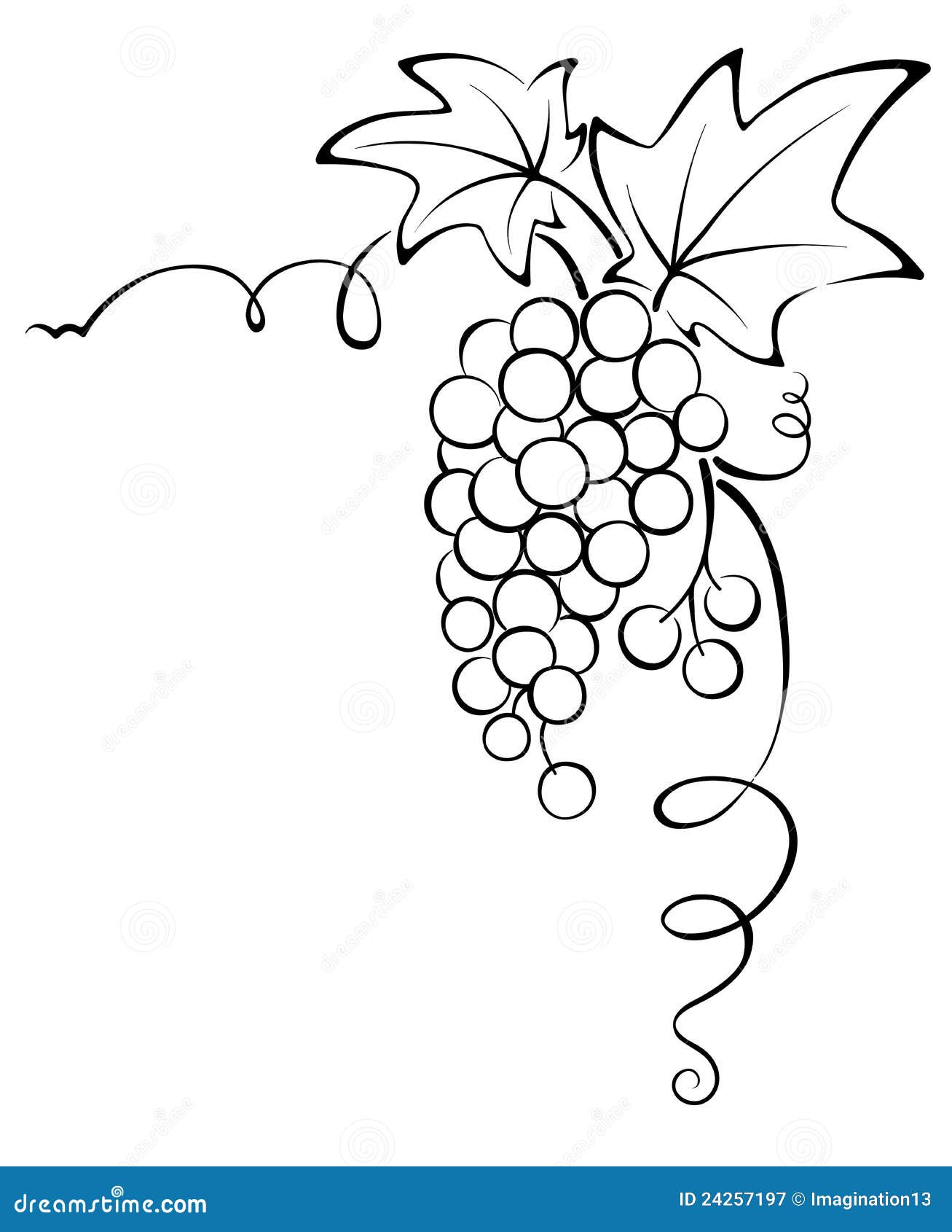 Graphic design - Grapevine stock vector. Illustration of autumn - 24257197