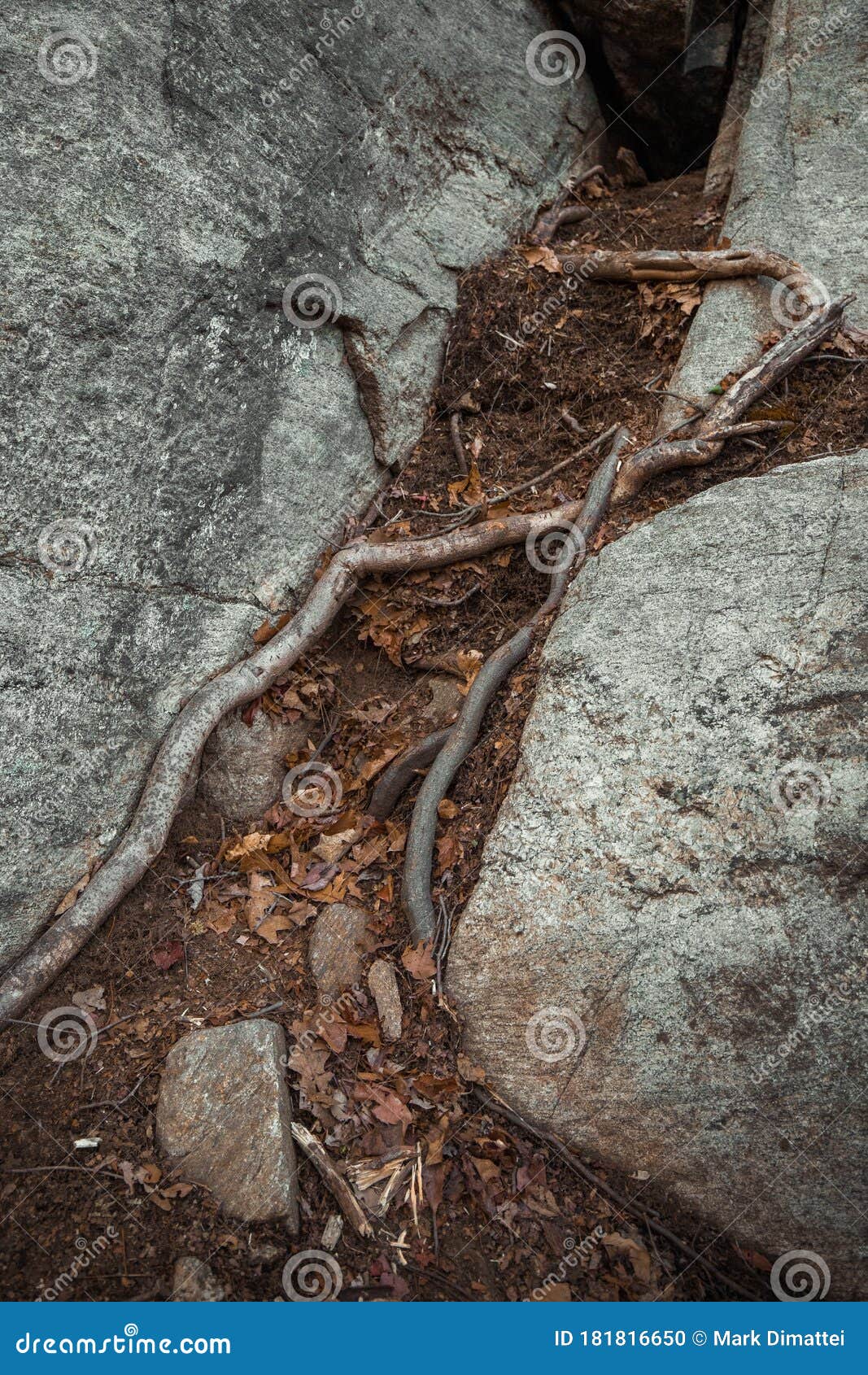 Soil and Roots with Boulders Close Up Macro Texture Background Stock ...