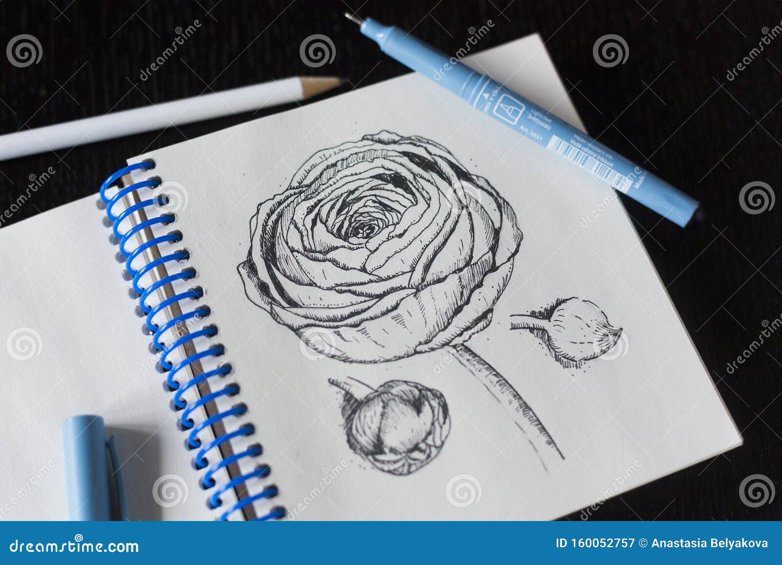 The Graphic Drawing of Ranunculus Flower in Plain Sketchbook Stock ...