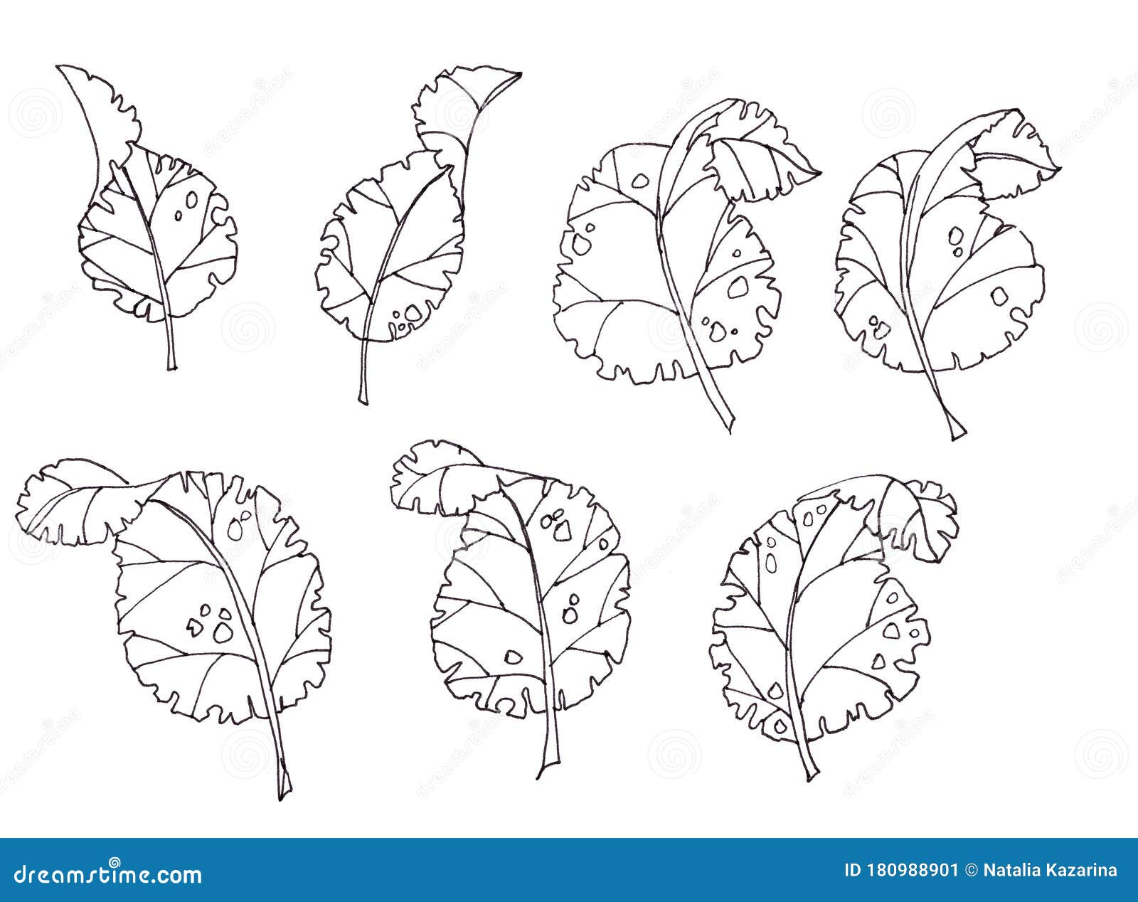 Graphic Drawing of a Set of Contour Monochrome Leaves Stock ...
