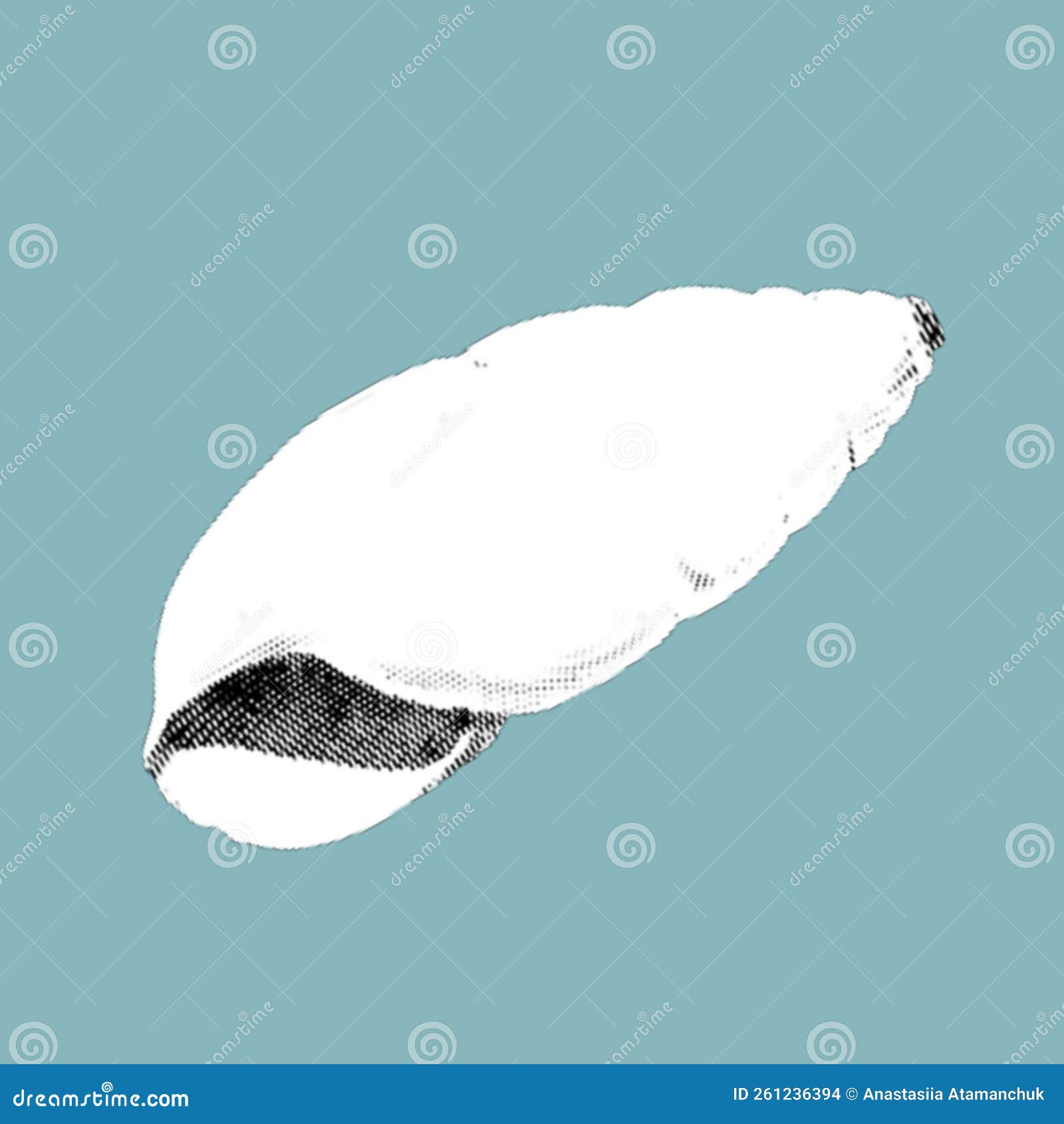 Graphic Engraving of a Seashell.Realistic Shells Illustration. Stock ...