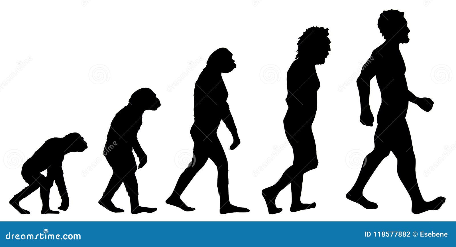Human evolution graphic stock illustration. Illustration of pretty ...