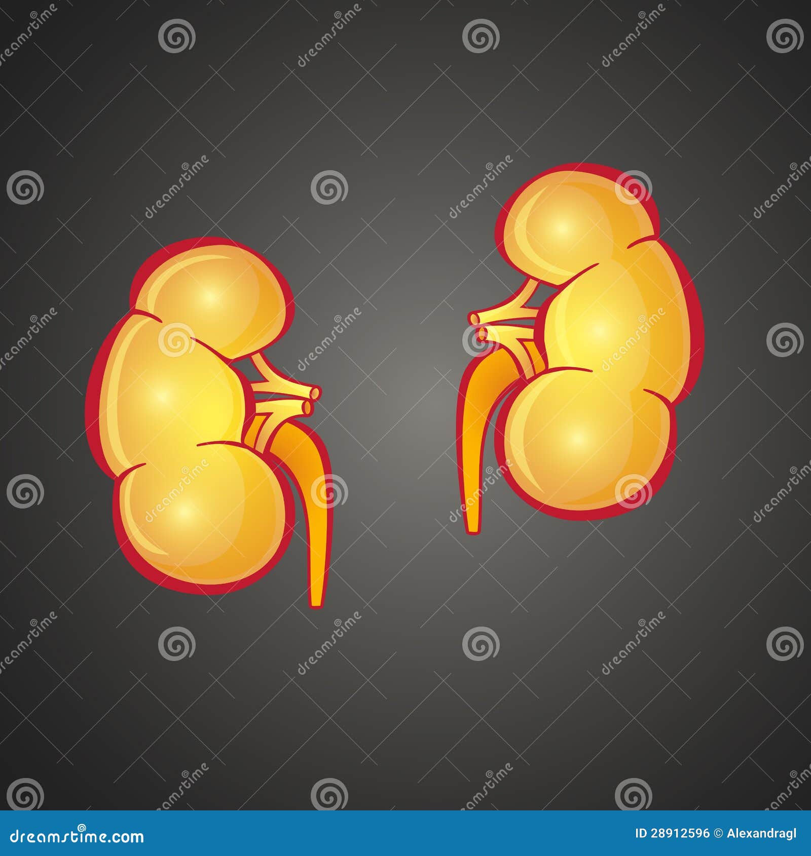 Graphic Illustration of Human Kidneys Stock Vector - Illustration of ...