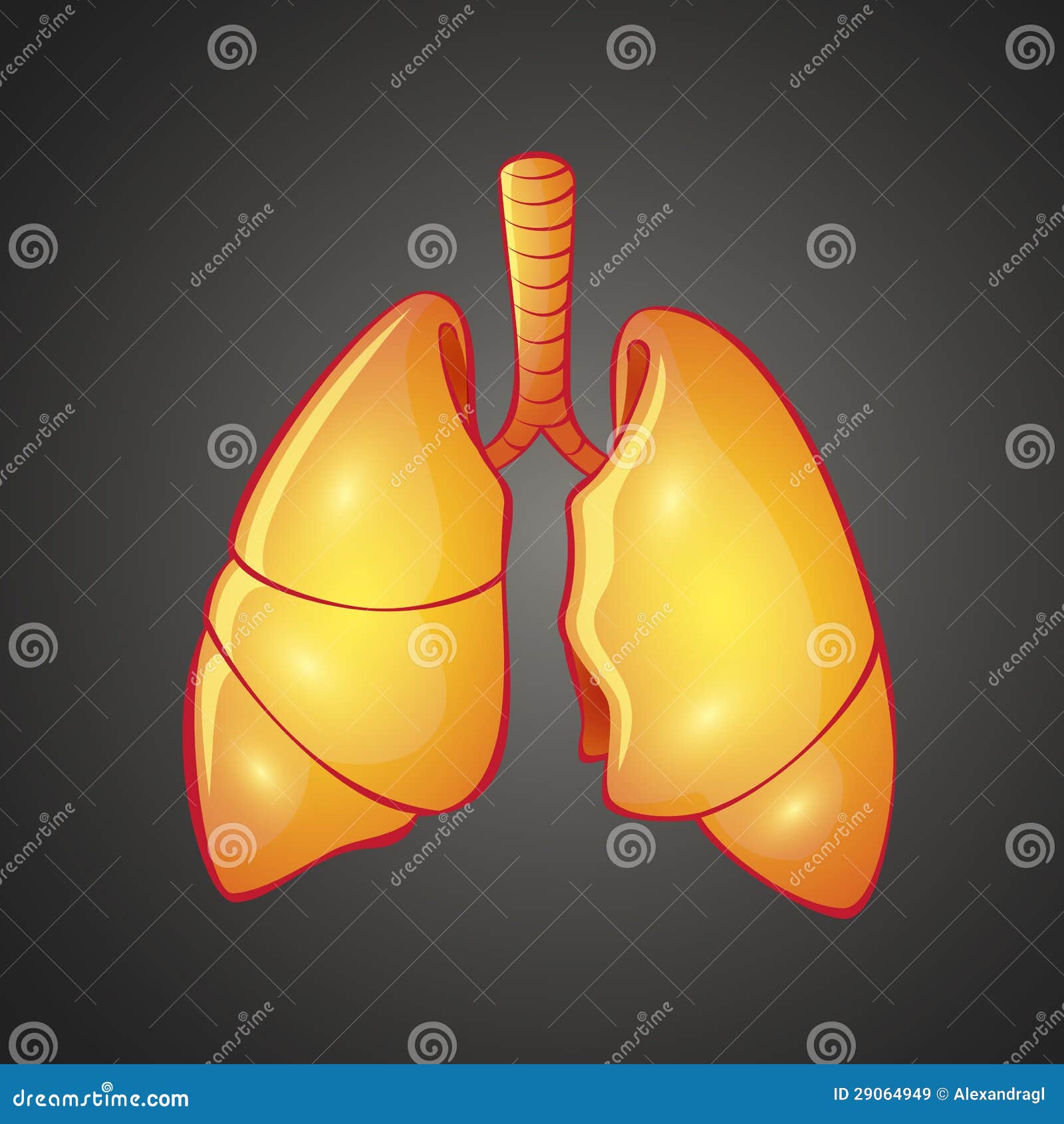 Graphic Illustration of Human Lungs Stock Vector - Illustration of ...