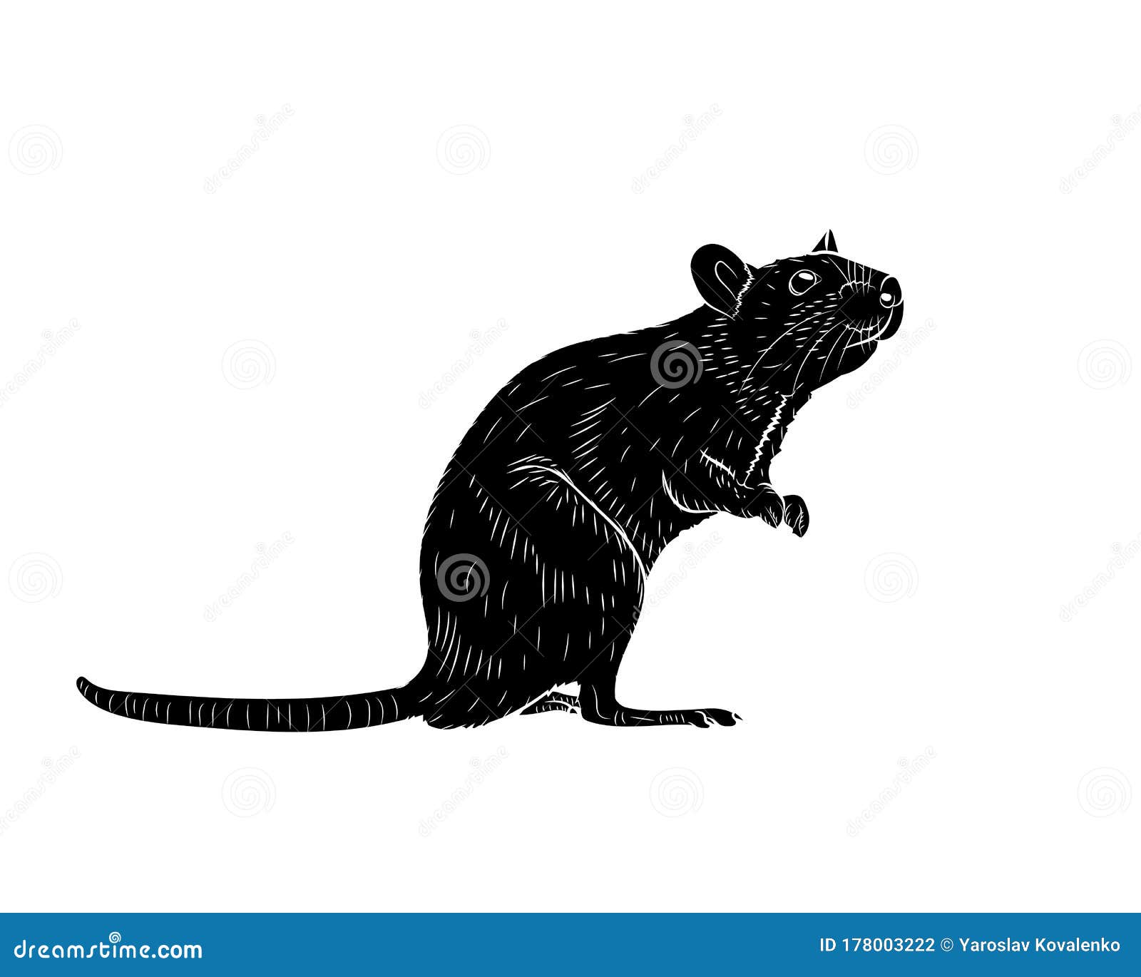 Graphic Illustration Of A Realistic Grey Rat Standing On Its Hind Legs ...