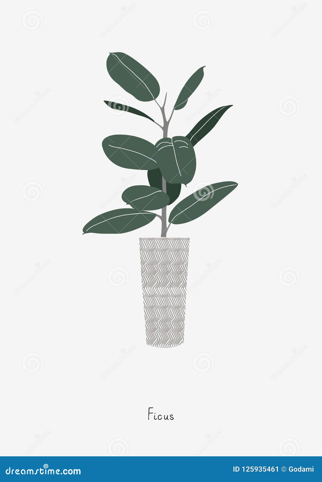 Ficus Tree. Vector Beautiful Houseplant In Ceramic Pot Isolated On Dark ...