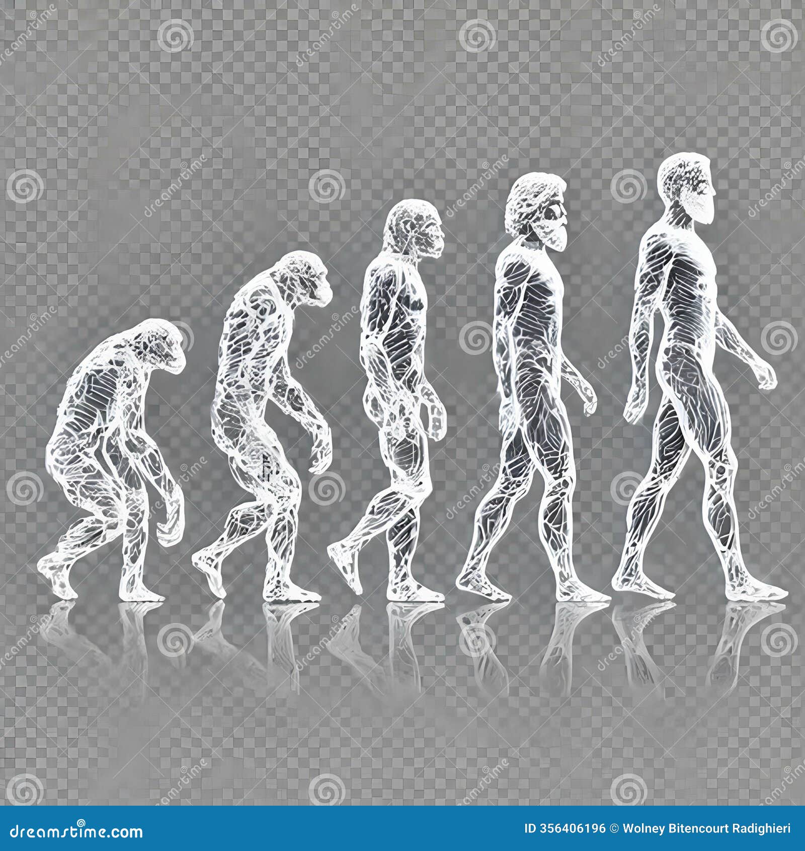 Illustration of the Evolution of Humanity Stock Illustration ...