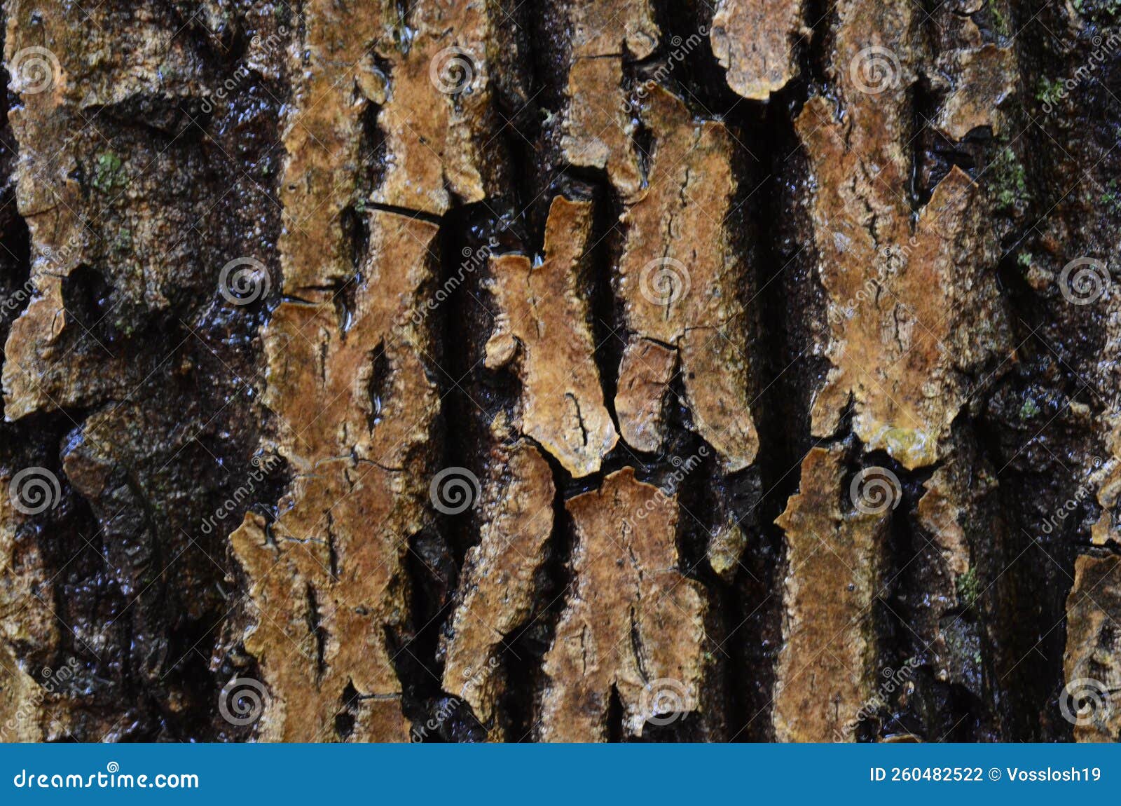 The Graphic Resource Consists of the Wet Bark of a Walnut Tree. Stock ...