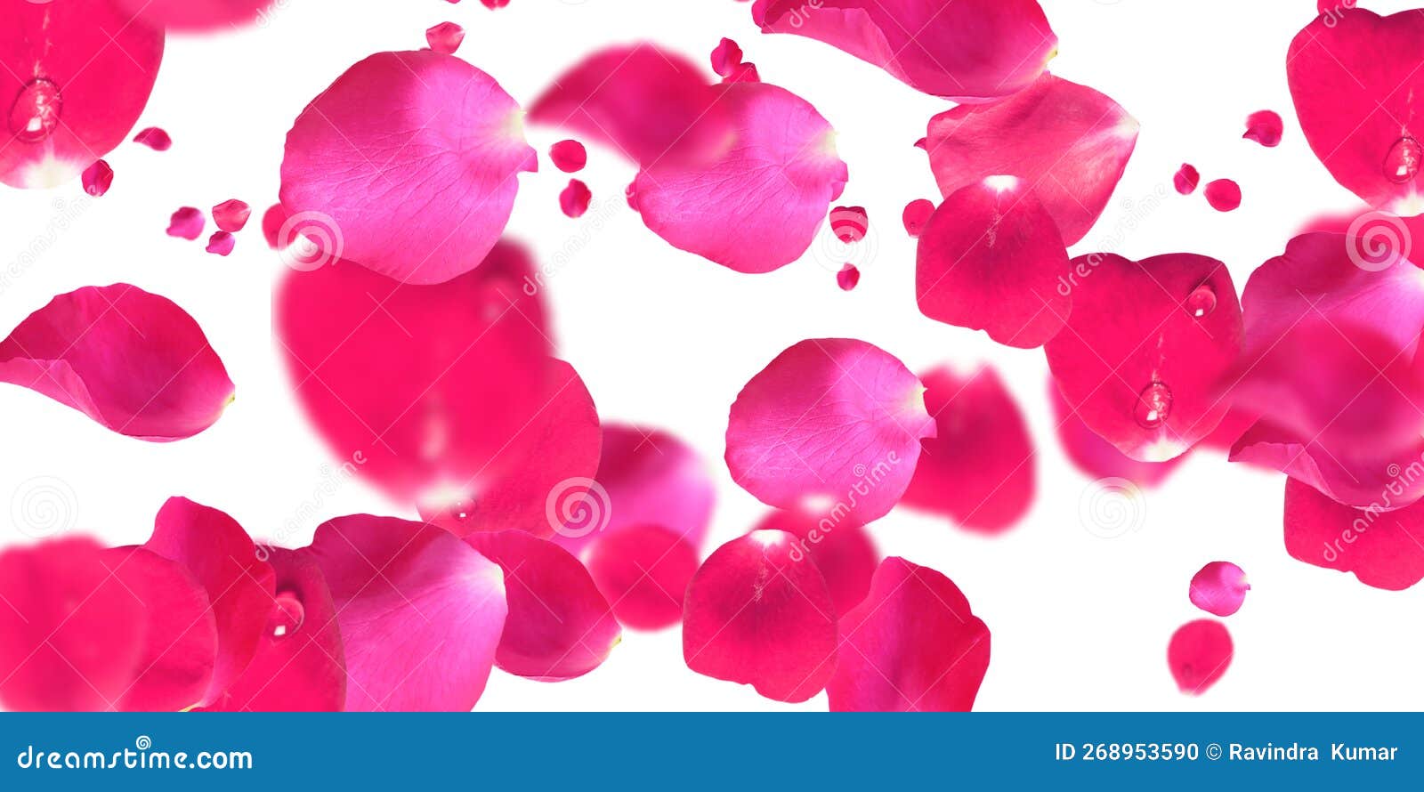 Rose Patels Stock Image White Background Stock Photo - Image of petals ...