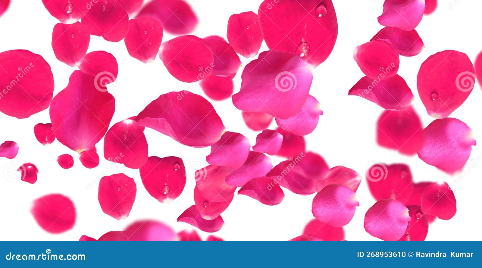 Rose Patels Stock Image White Background Stock Photo - Image of flower ...