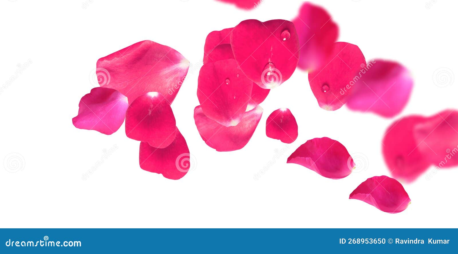 Rose Patels Stock Image White Background Stock Photo - Image of flower ...