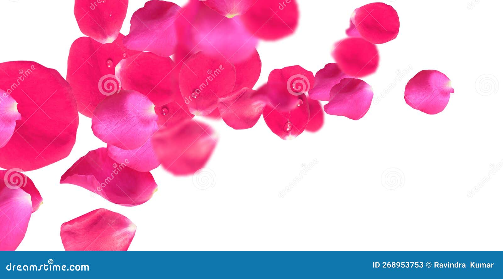 Rose Patels Stock Image White Background Stock Image - Image of ...
