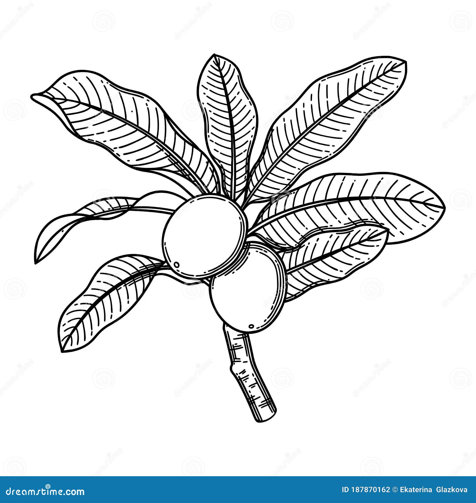 Shea Branch Colored Detailed Illustration. Cartoon Vector ...