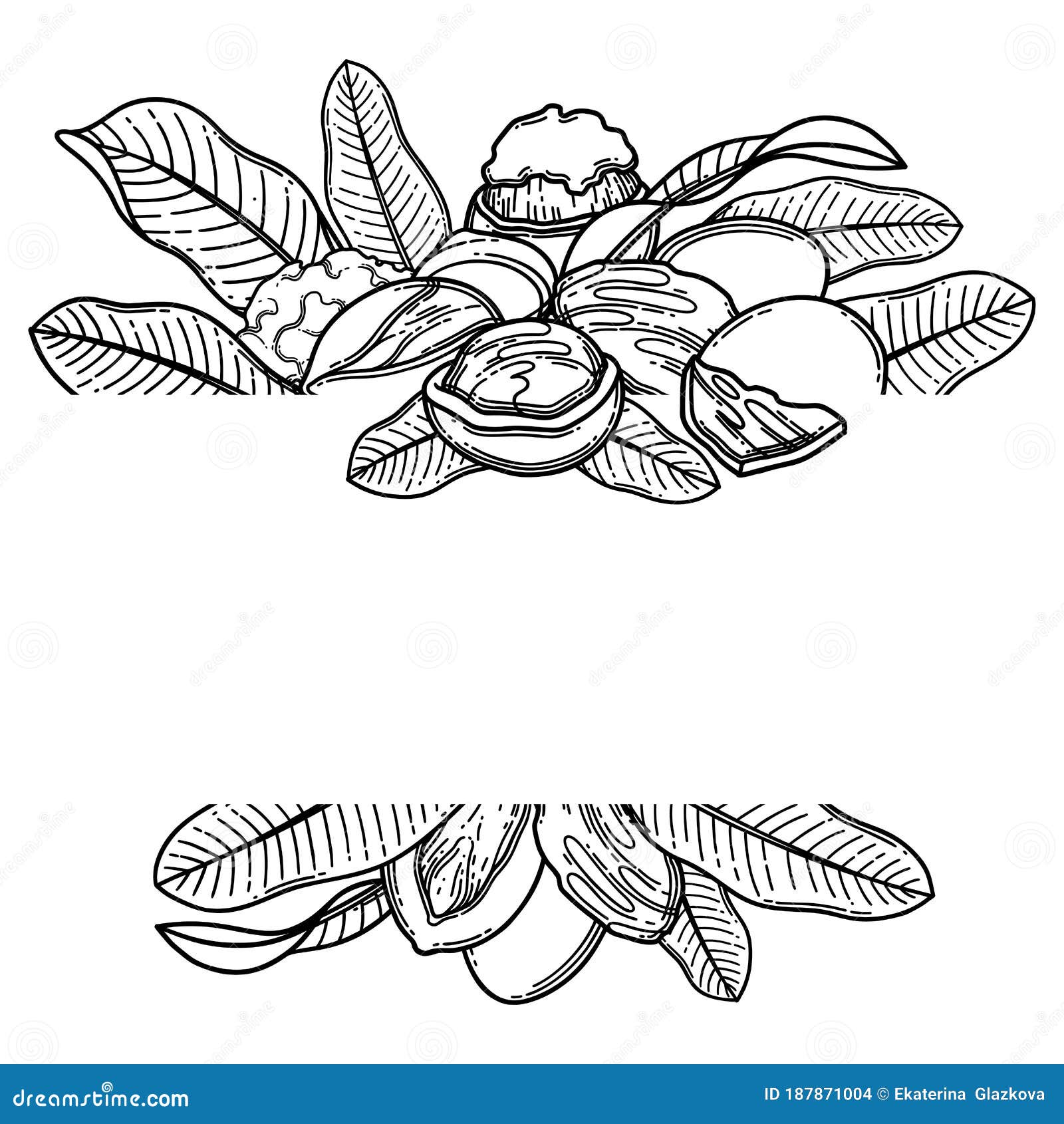 Graphic Shea Nuts and Leaves. Vector Design Stock Vector - Illustration ...