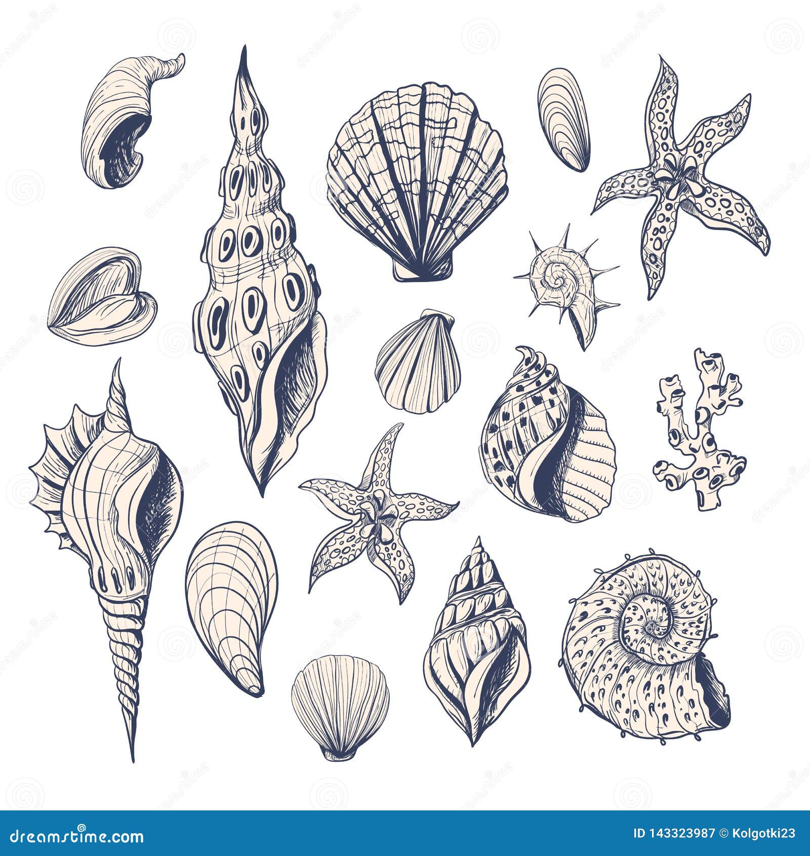 Graphic Shell in Vintage Style. Vector. Stock Vector - Illustration of ...