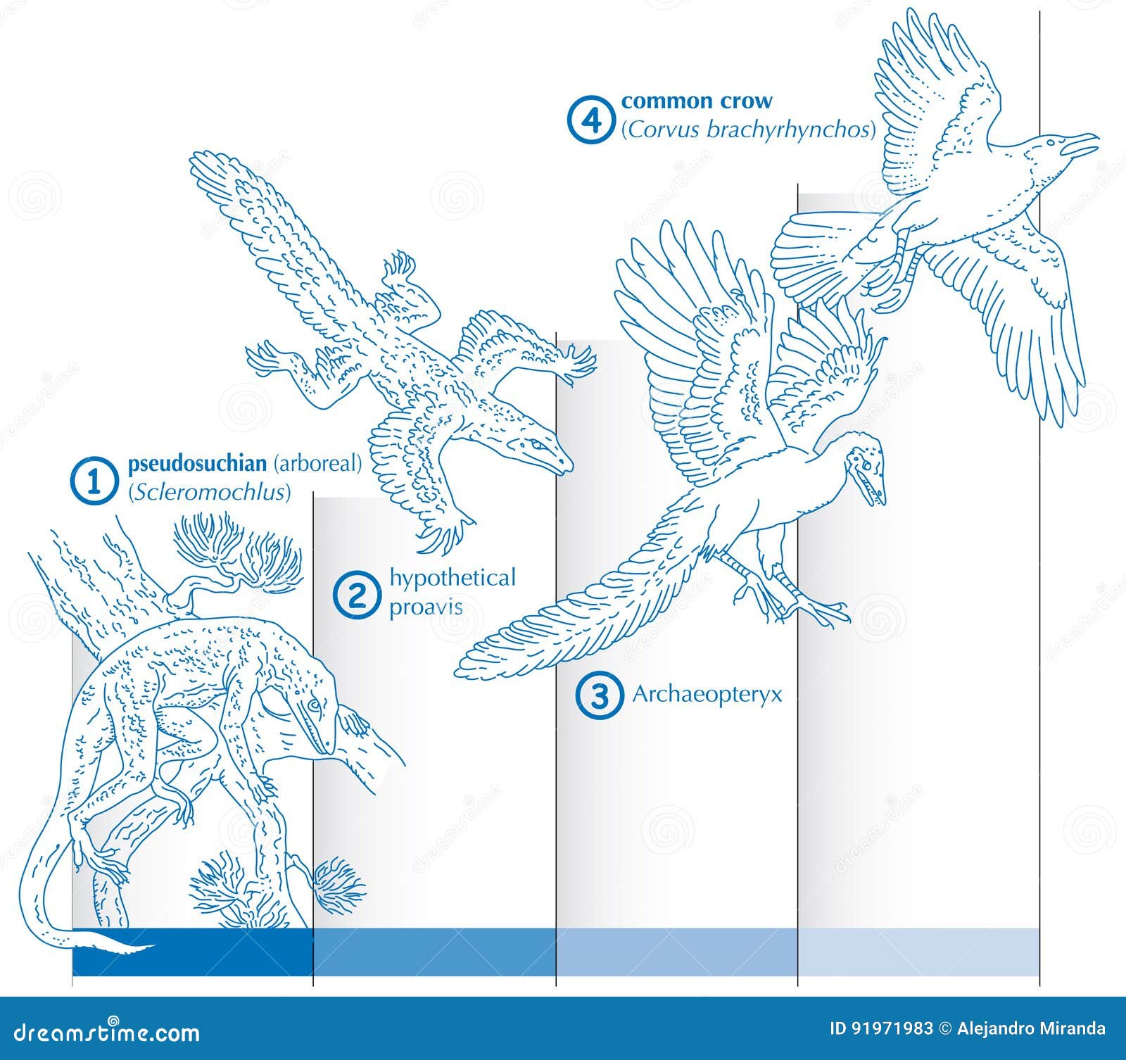 Graphic Showing the Evolution of How Reptiles Were Transformed into ...