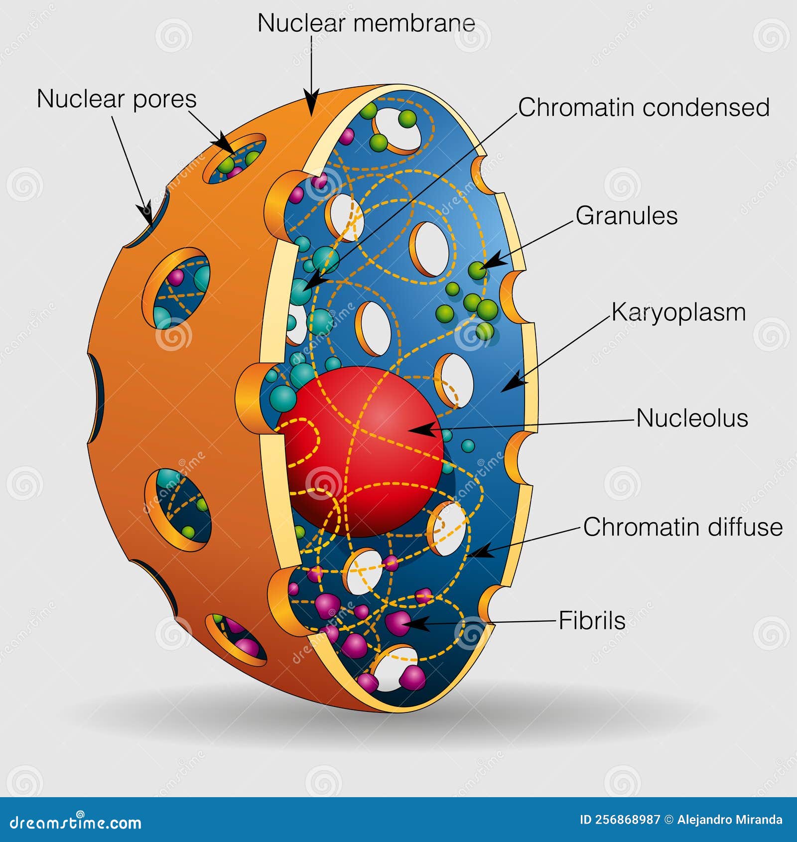The Graphic Shows the Elements of the Nucleus of a Human Cell with ...