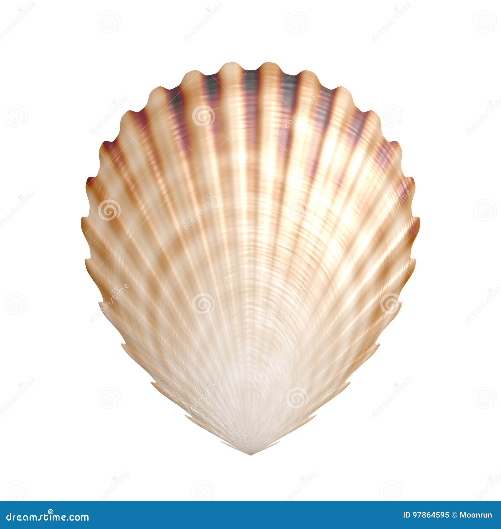 Graphic of single scallop stock illustration. Illustration of delicacy ...