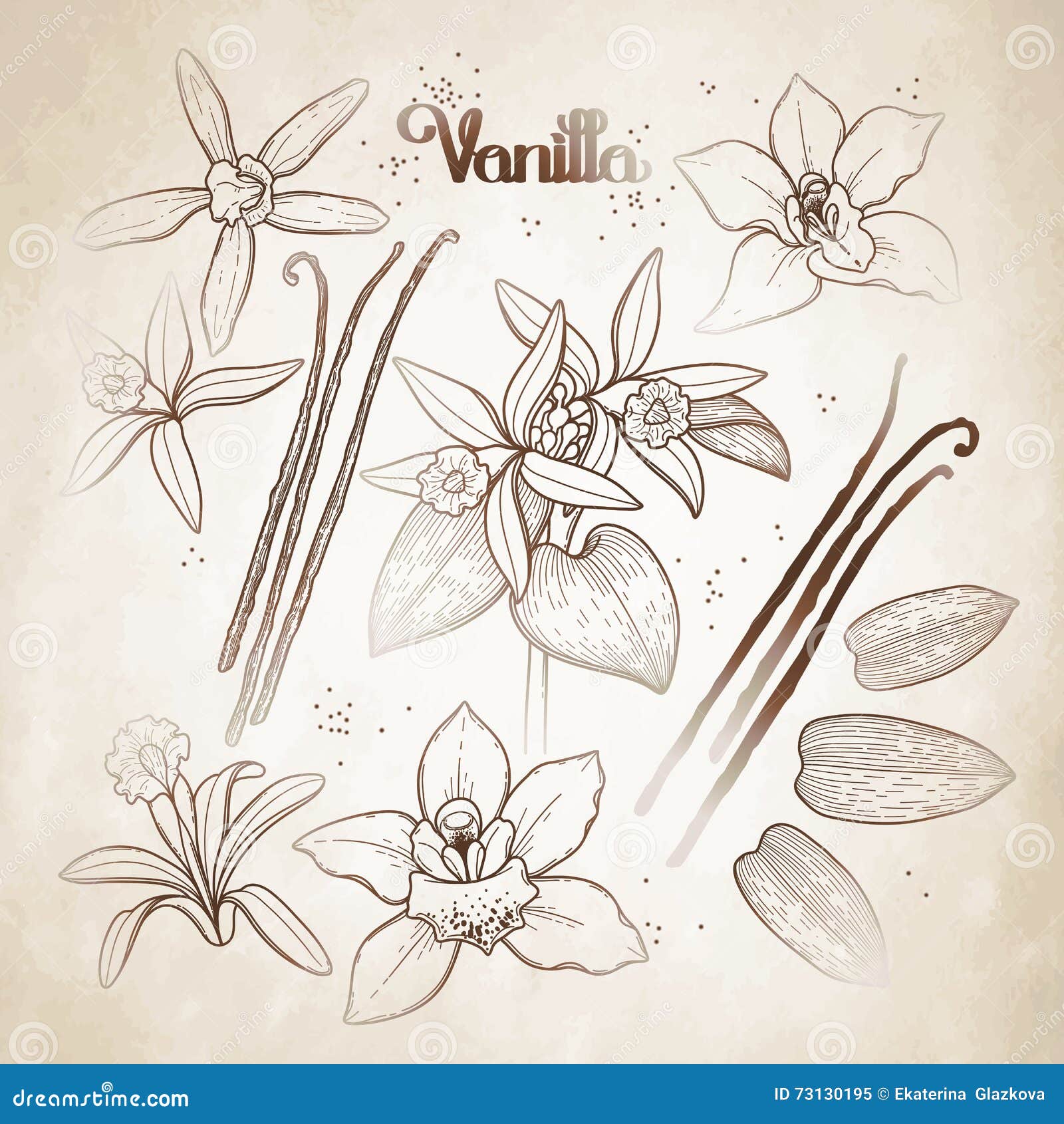 Graphic vanilla flowers stock vector. Illustration of collection - 73130195
