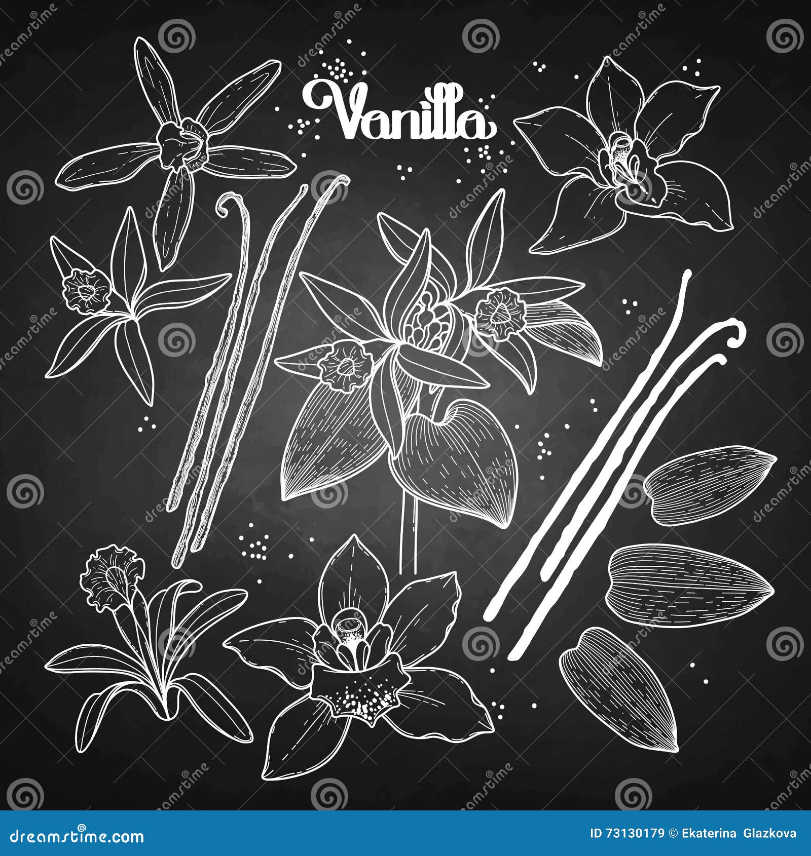 Graphic vanilla flowers stock vector. Illustration of exotic - 73130179