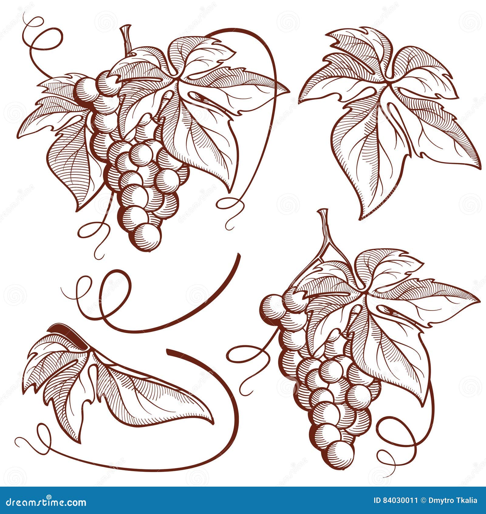 Graphic Vector Set Bunch of Grapes and Vine Elements Stock Vector ...
