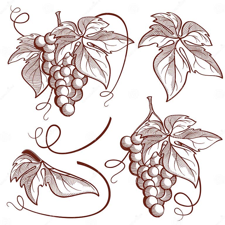 Graphic Vector Set Bunch of Grapes and Vine Elements Stock Vector ...