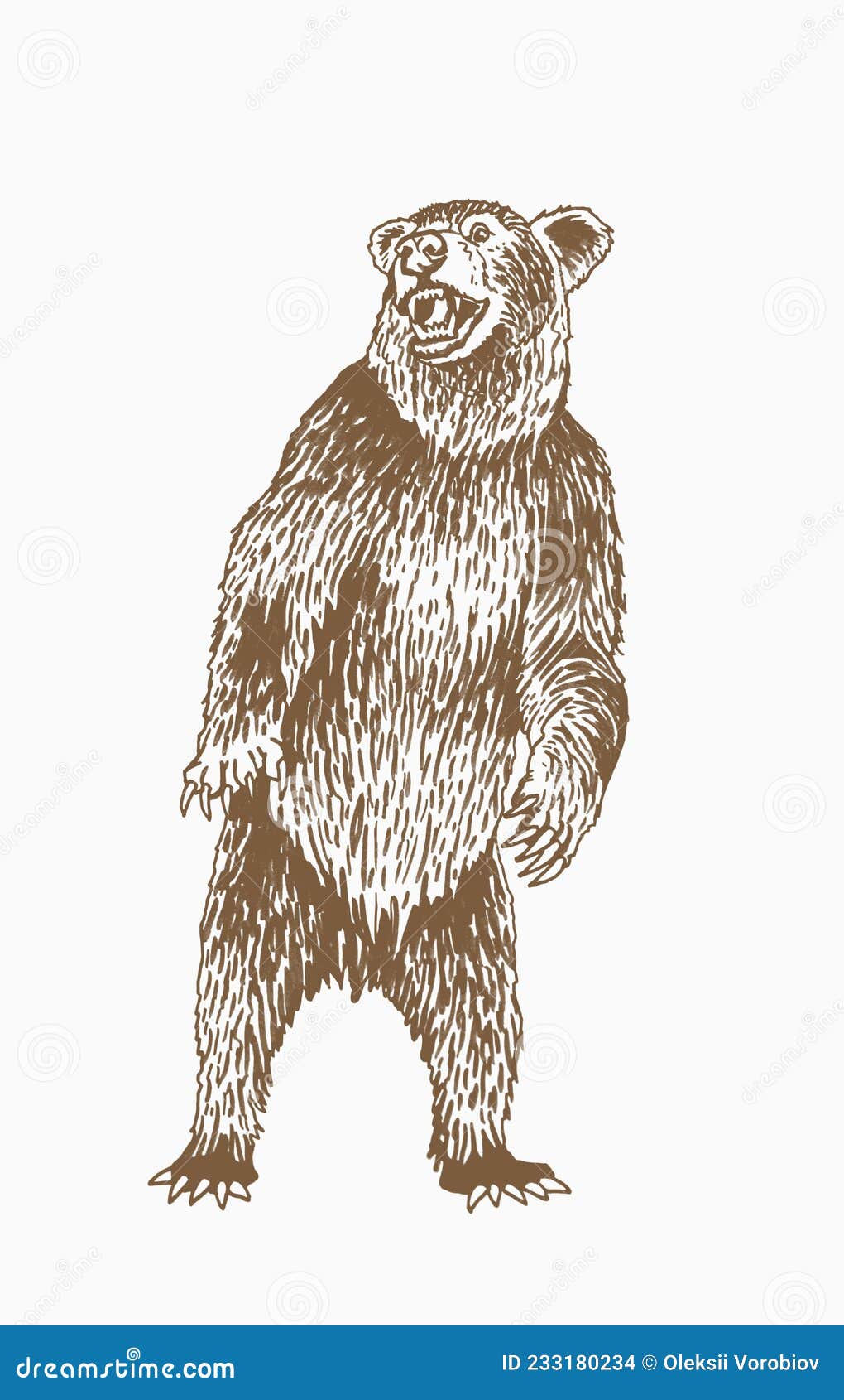 Brown Bear Standing Drawing