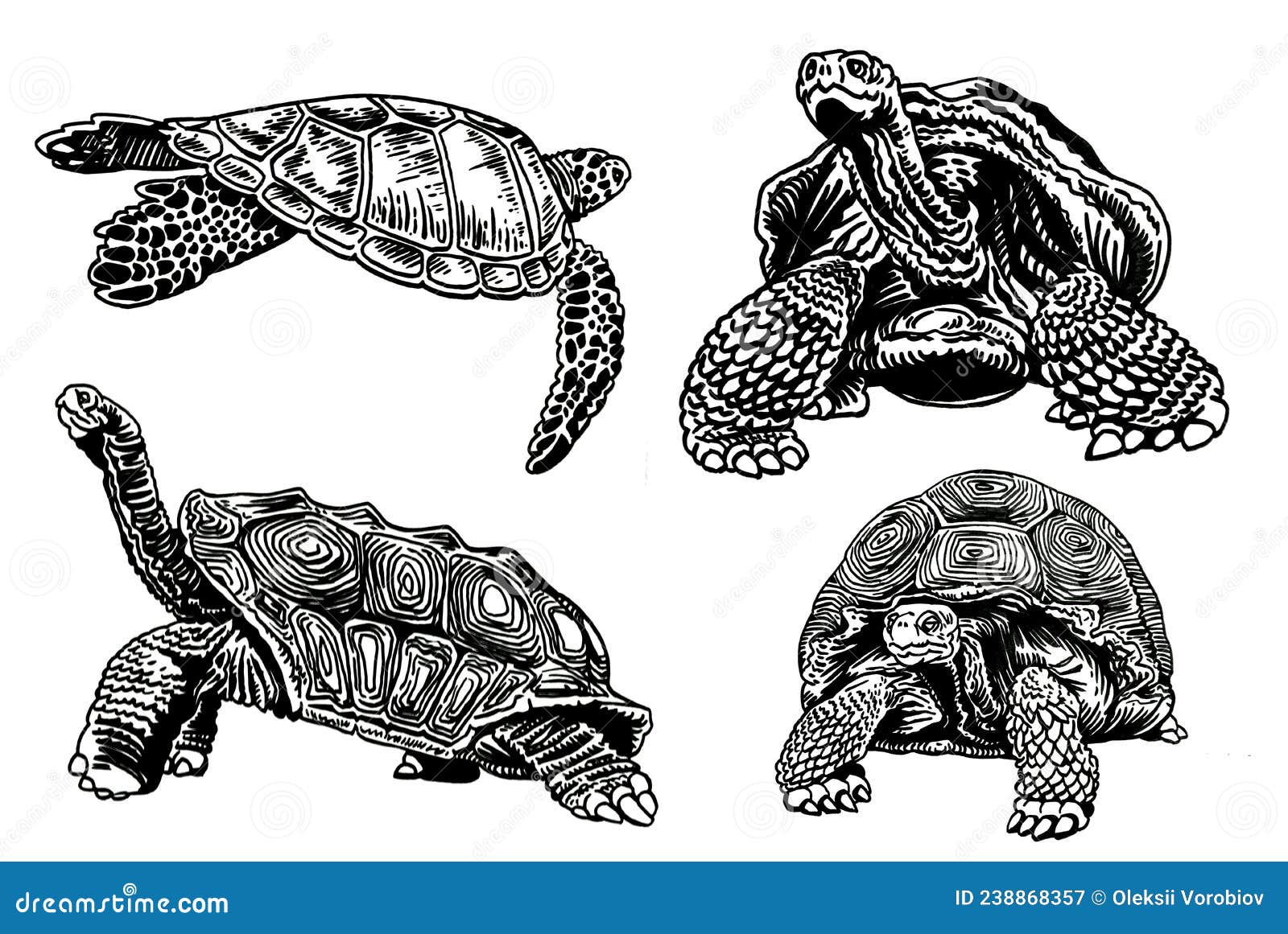 Graphical Set Of Turtles Isolated On White, Aquatic Animals Cartoon ...
