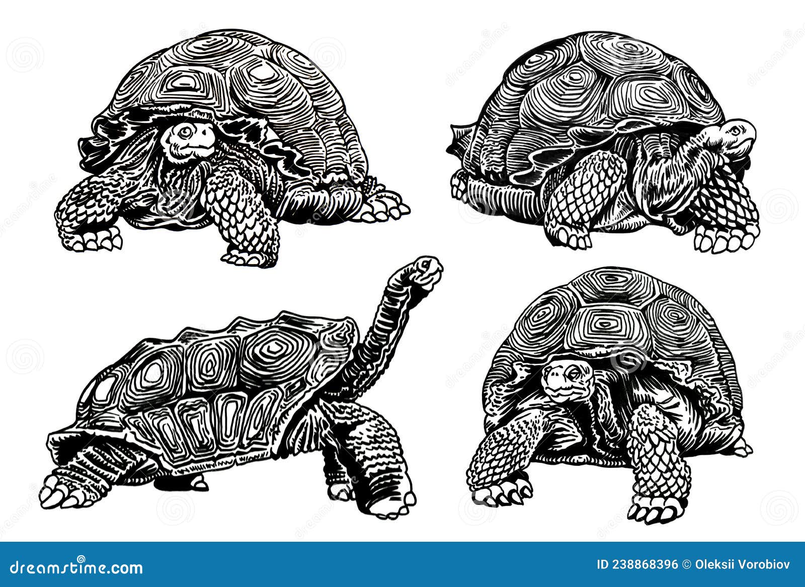 Graphical Collection of Four Turtles Isolated on White, Vector ...